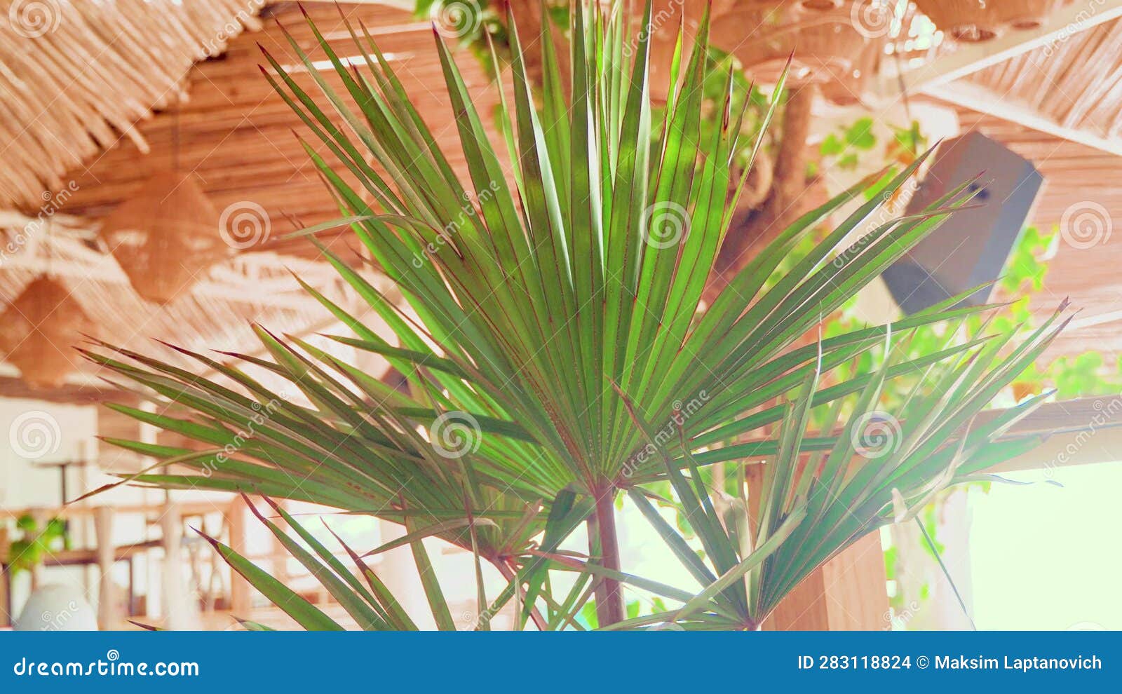 Branches of Palm Trees Serve As Decorative Elements in a Cafe Stock ...