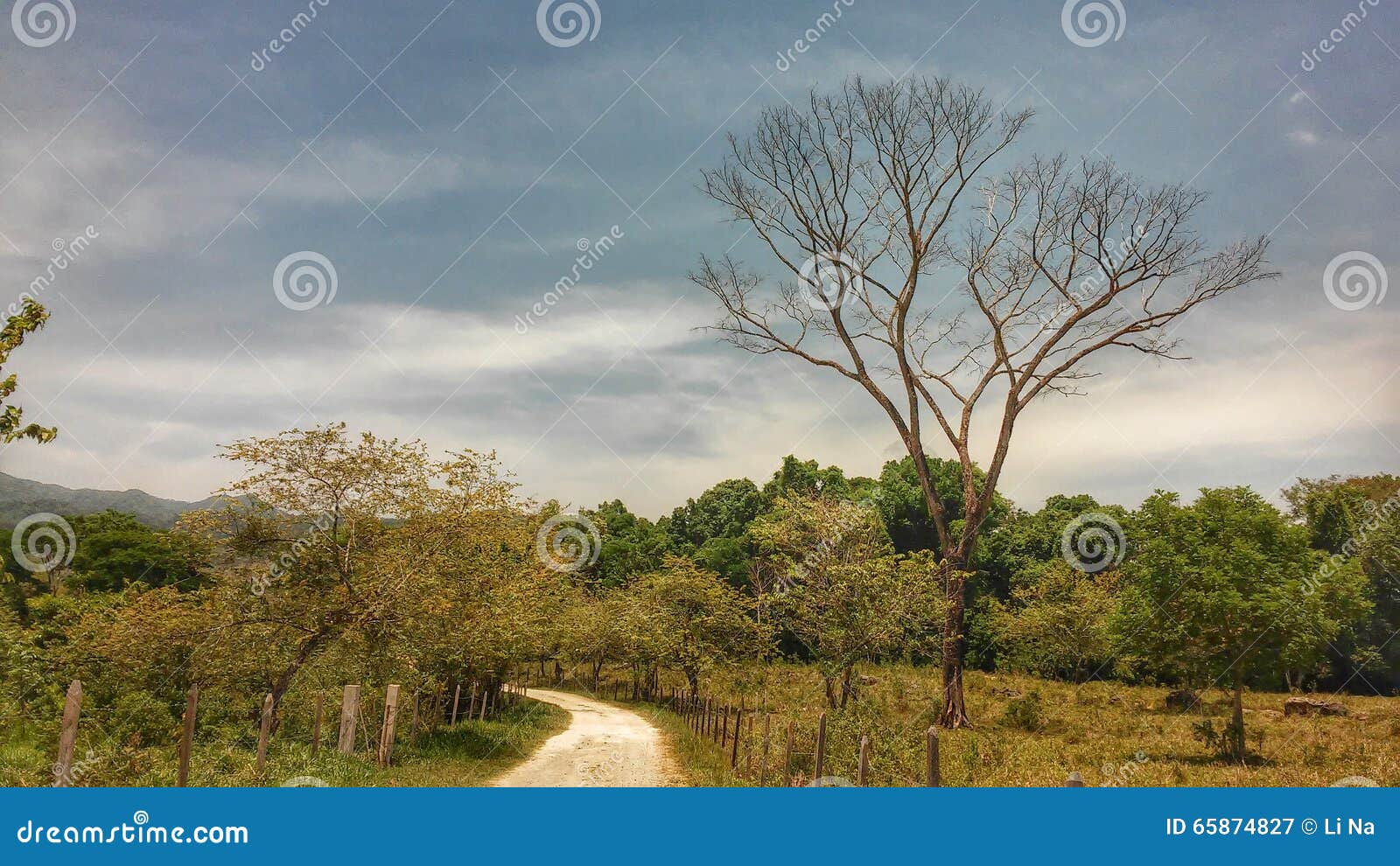 Branches and a path stock image. Image of tree, landscape - 65874827