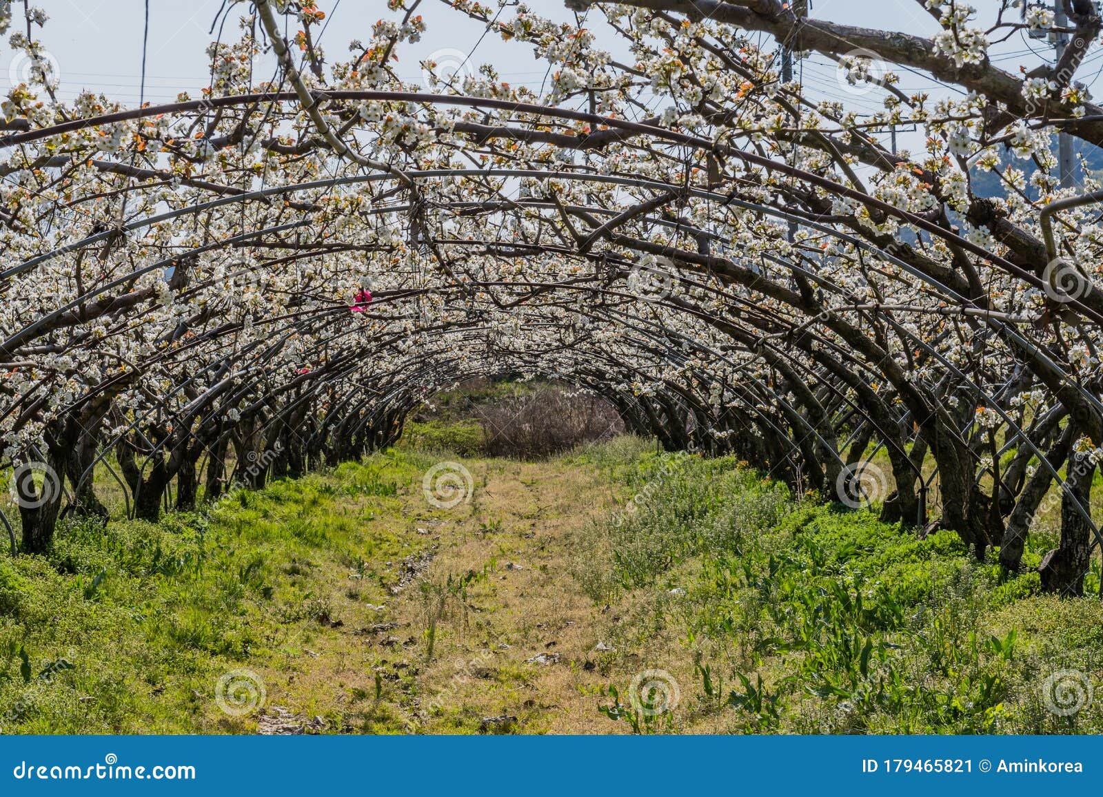 Branches of pear trees stock image. Image of green, fruit - 179465821