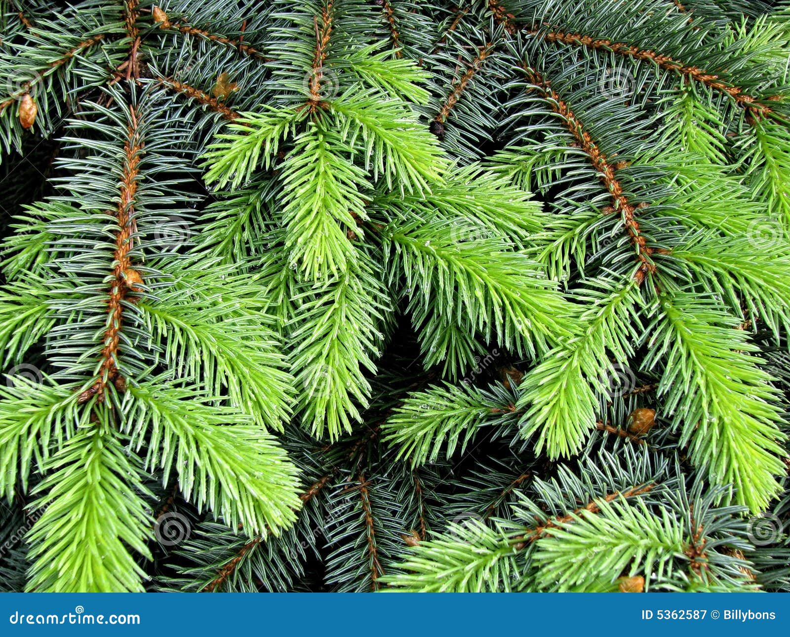 Branches of a pine stock image. Image of nature, culture - 5362587