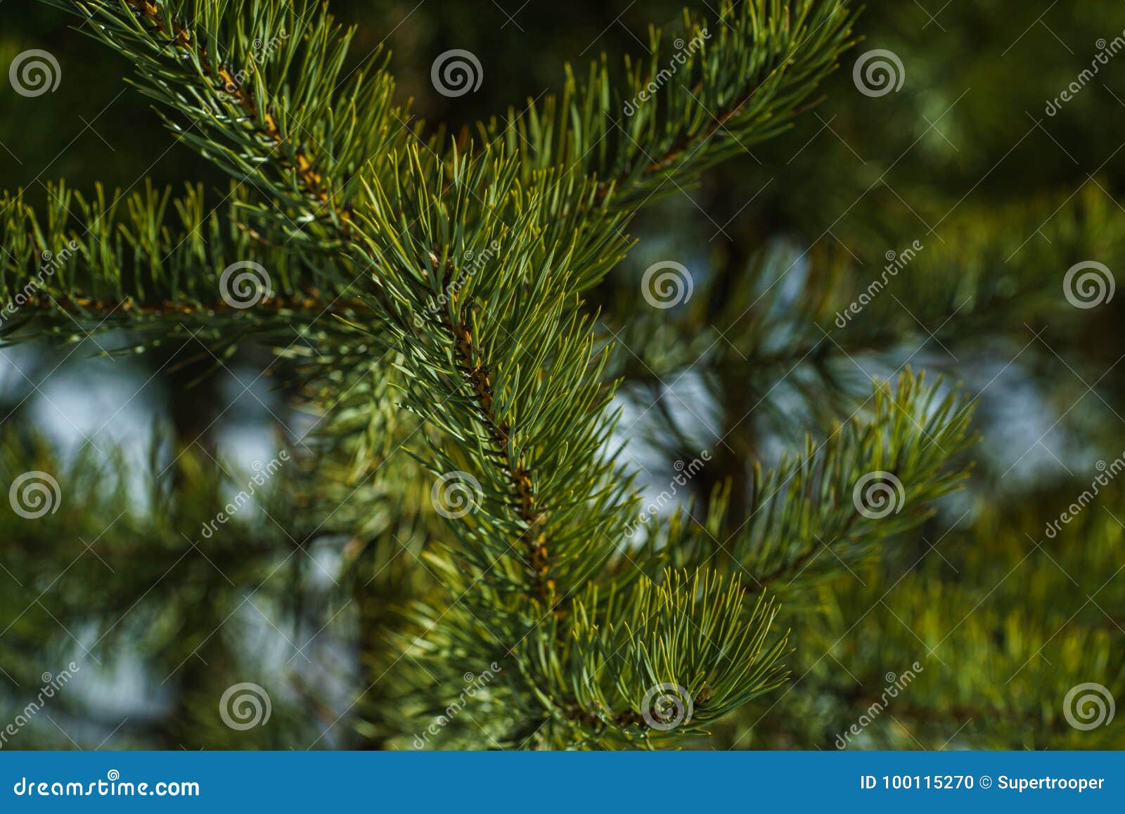 Branches of Pine Closeup stock photo. Image of symbol - 100115270