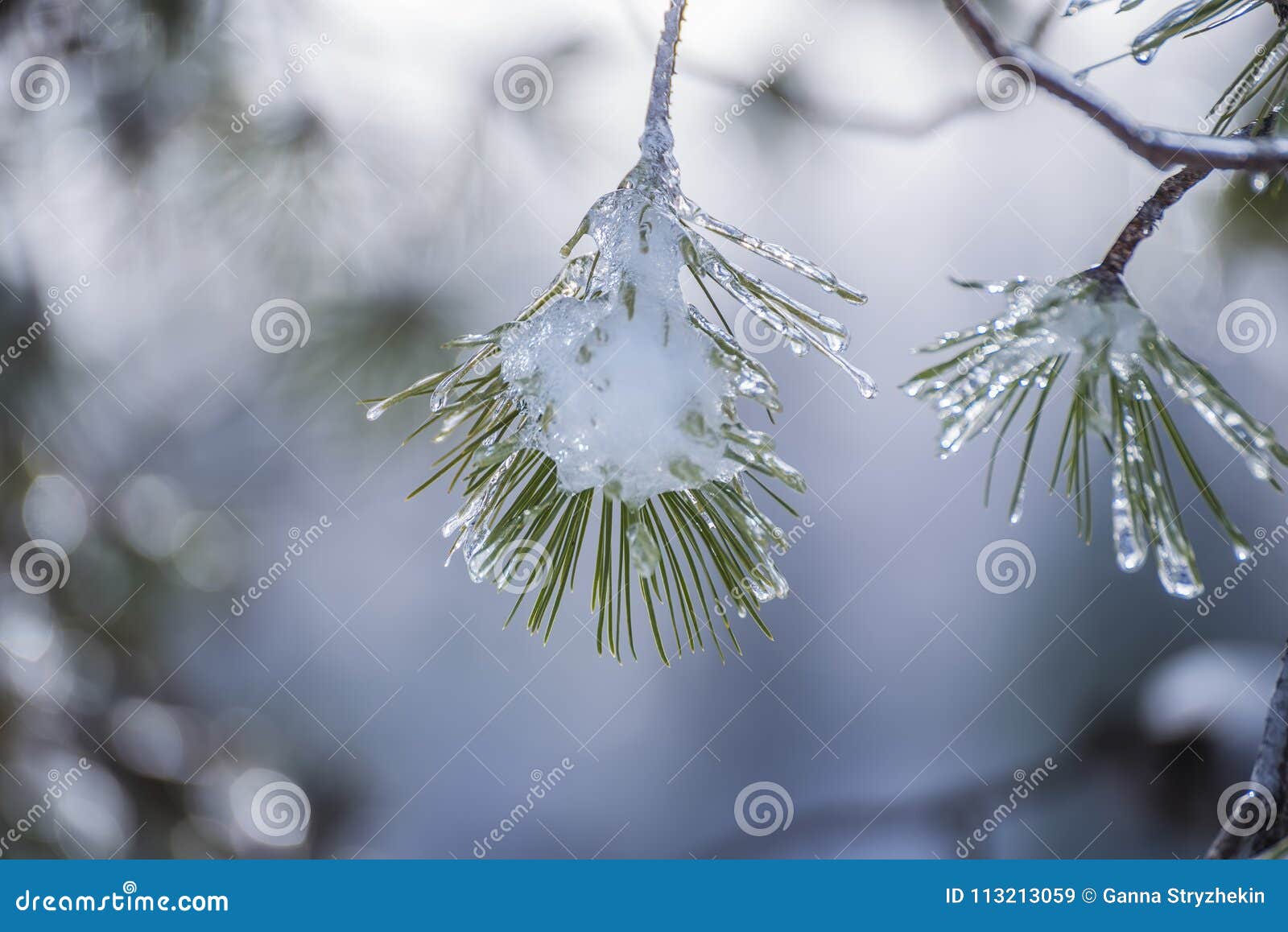 Branches of pine in ice stock image. Image of icing - 113213059
