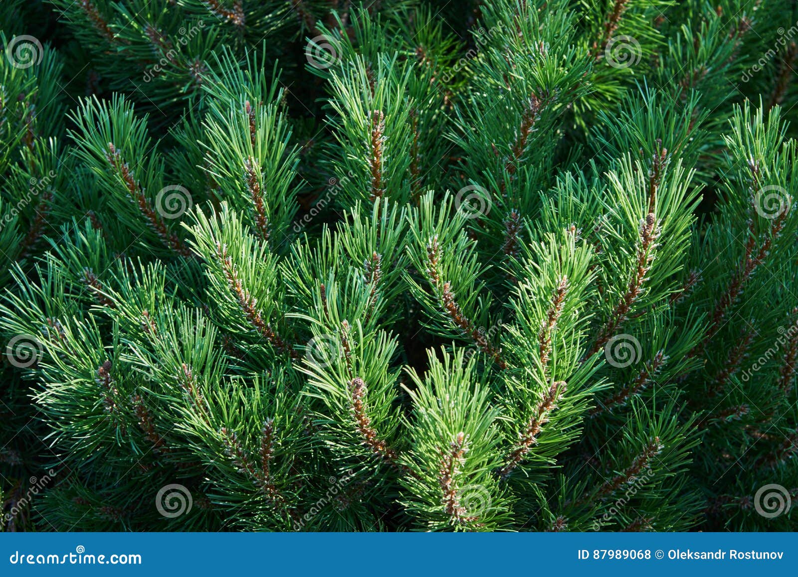 Branches of pine Pinus L. stock photo. Image of grower - 87989068
