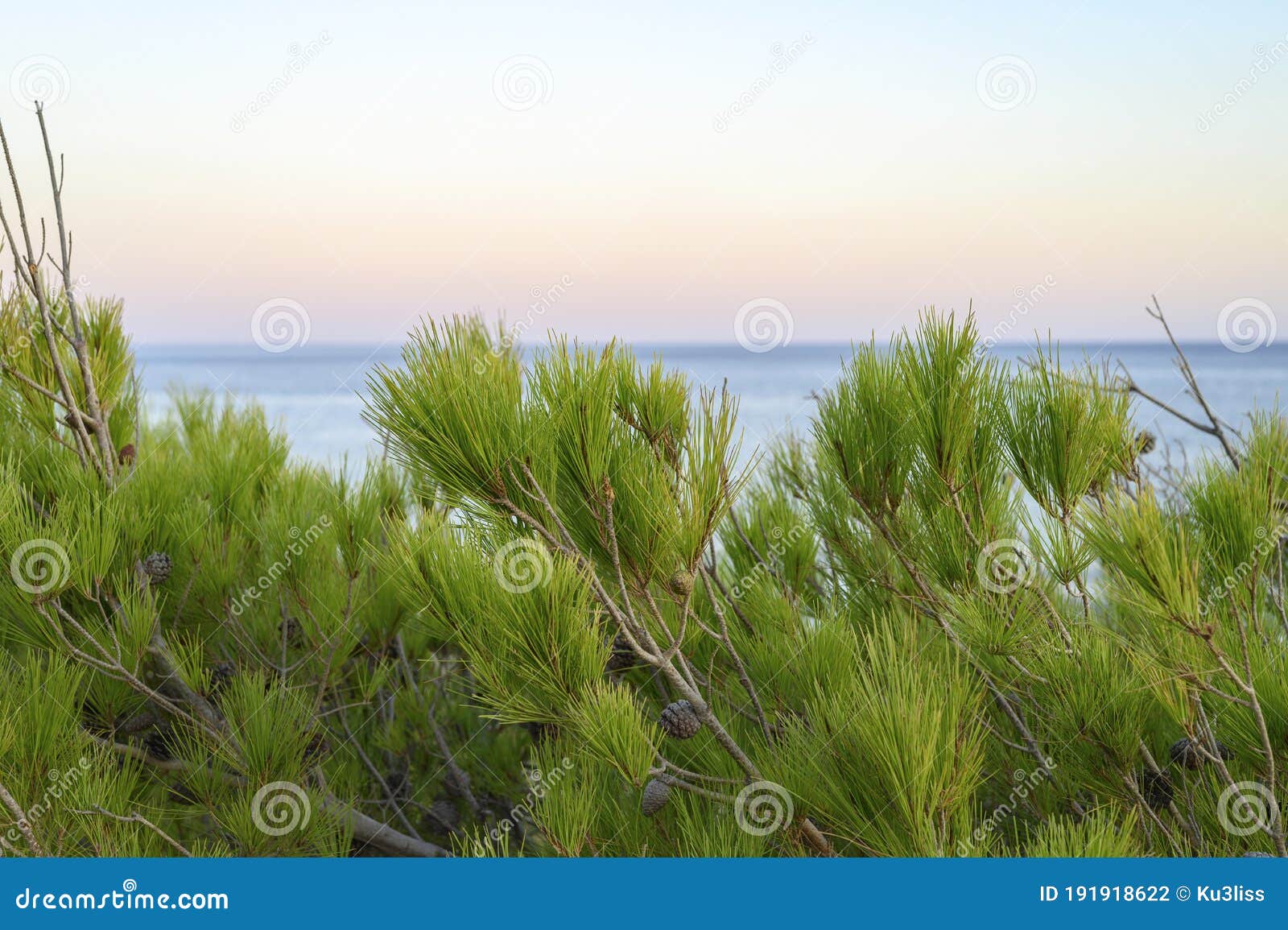 Branches of a Pine Tree and a Blurred Horizon of the Seascape at Dusk ...