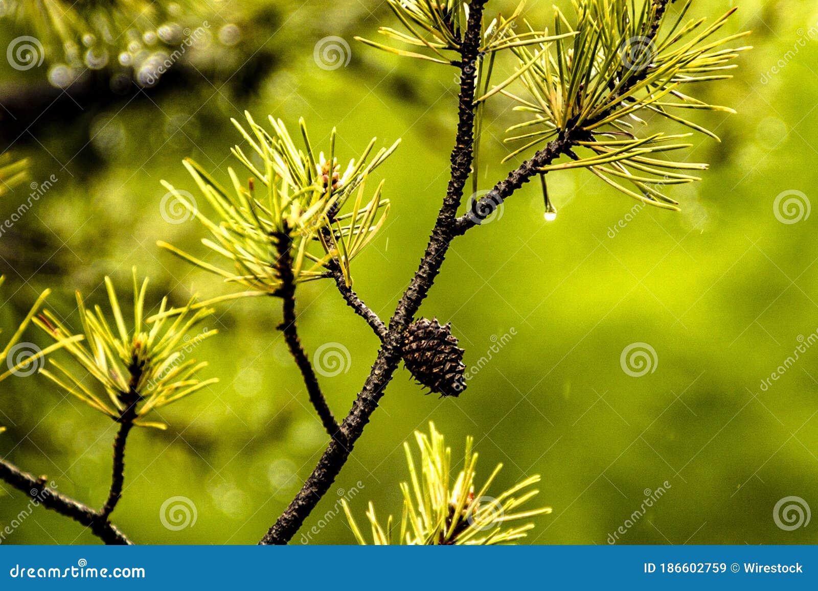 Branches of a Pine Tree in the Natural Environment Stock Image - Image ...