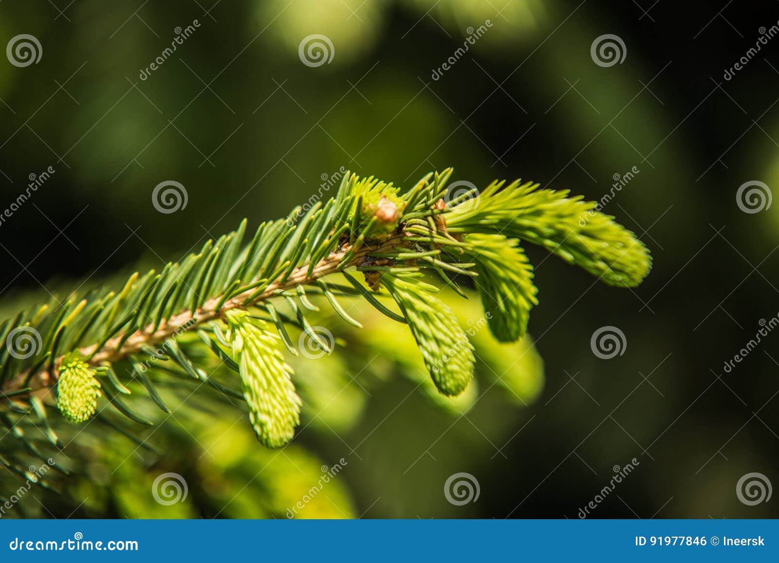 Branches of Pine Tree Needles with Soft Green Stock Photo - Image of ...