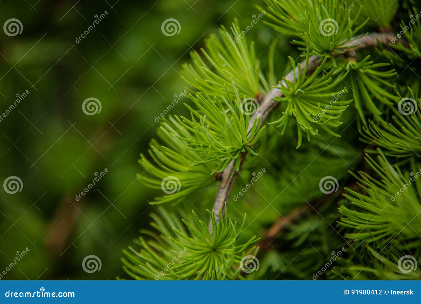 Branches of Pine Tree Needles with Soft Green Stock Photo - Image of ...