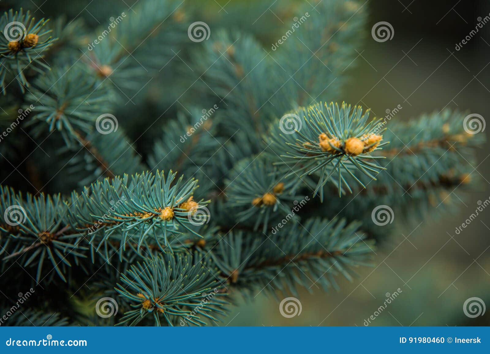 Branches of Pine Tree Needles with Soft Green Stock Photo - Image of ...