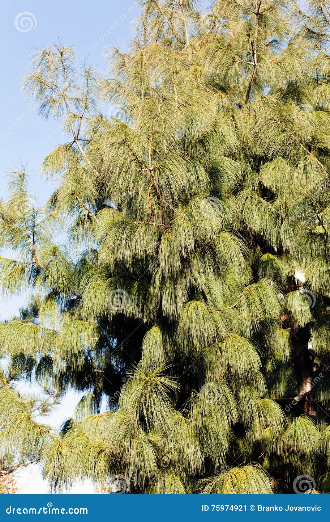 Branches of pine tree stock image. Image of grow, seeds - 75974921