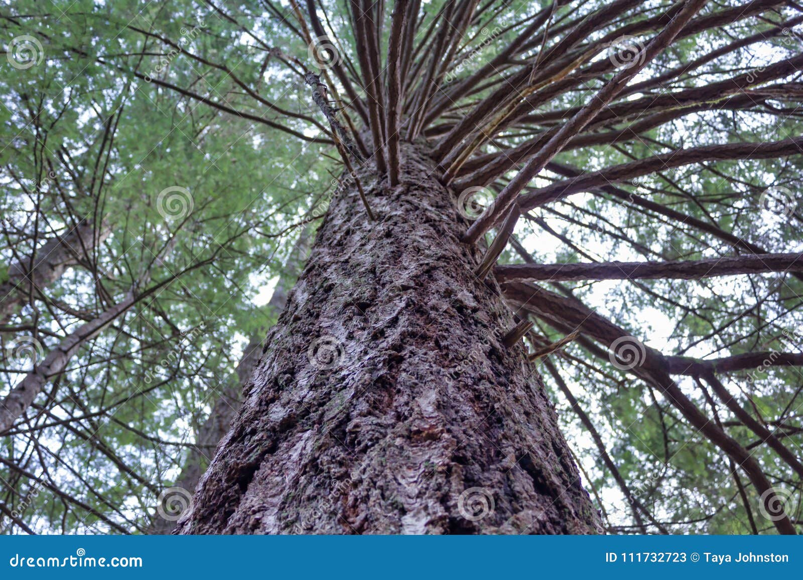 Branches of a pine tree stock image. Image of pattern - 111732723