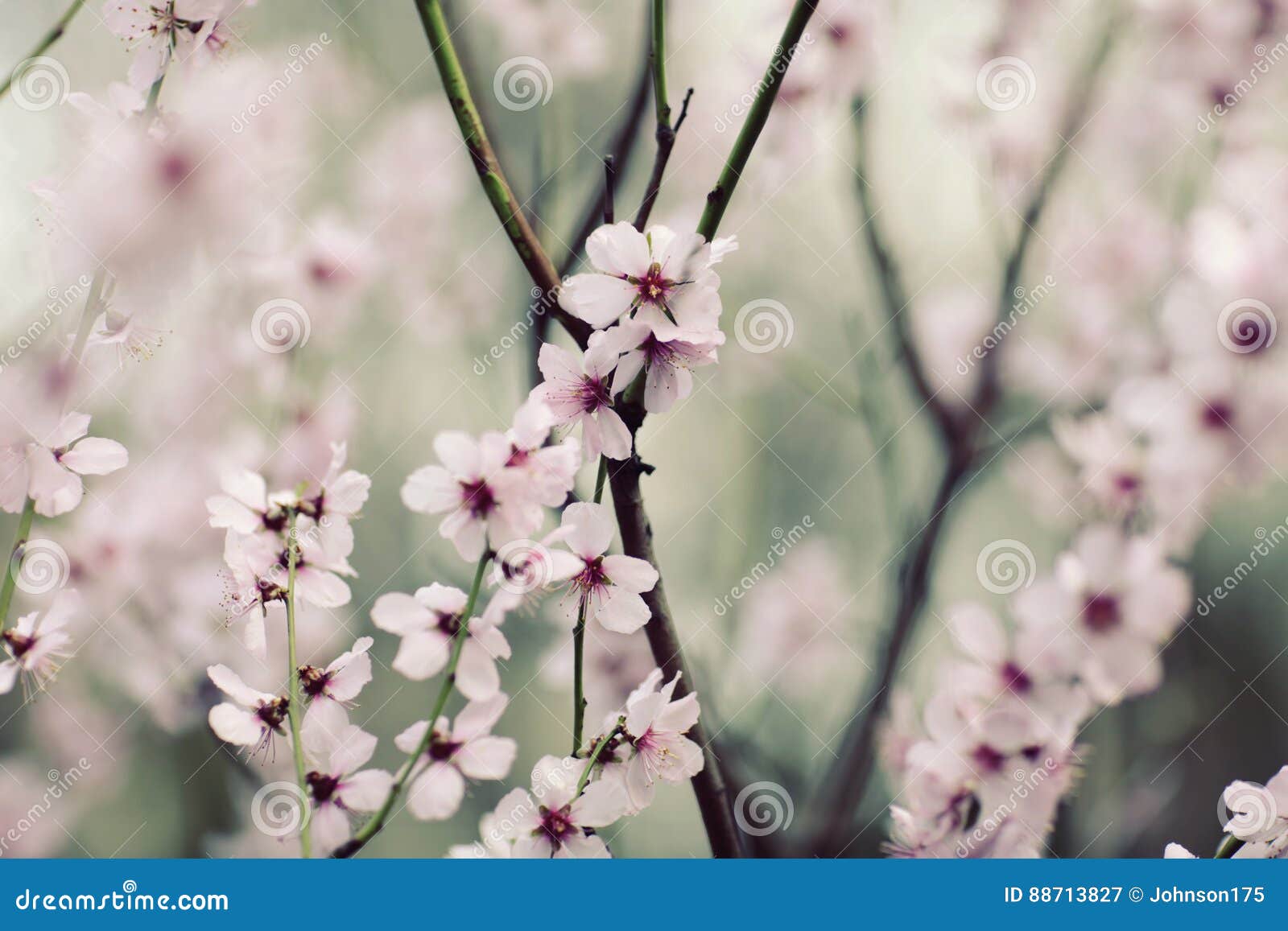 Branches of Pink Cherry Blossom Stock Image - Image of tree, floral ...
