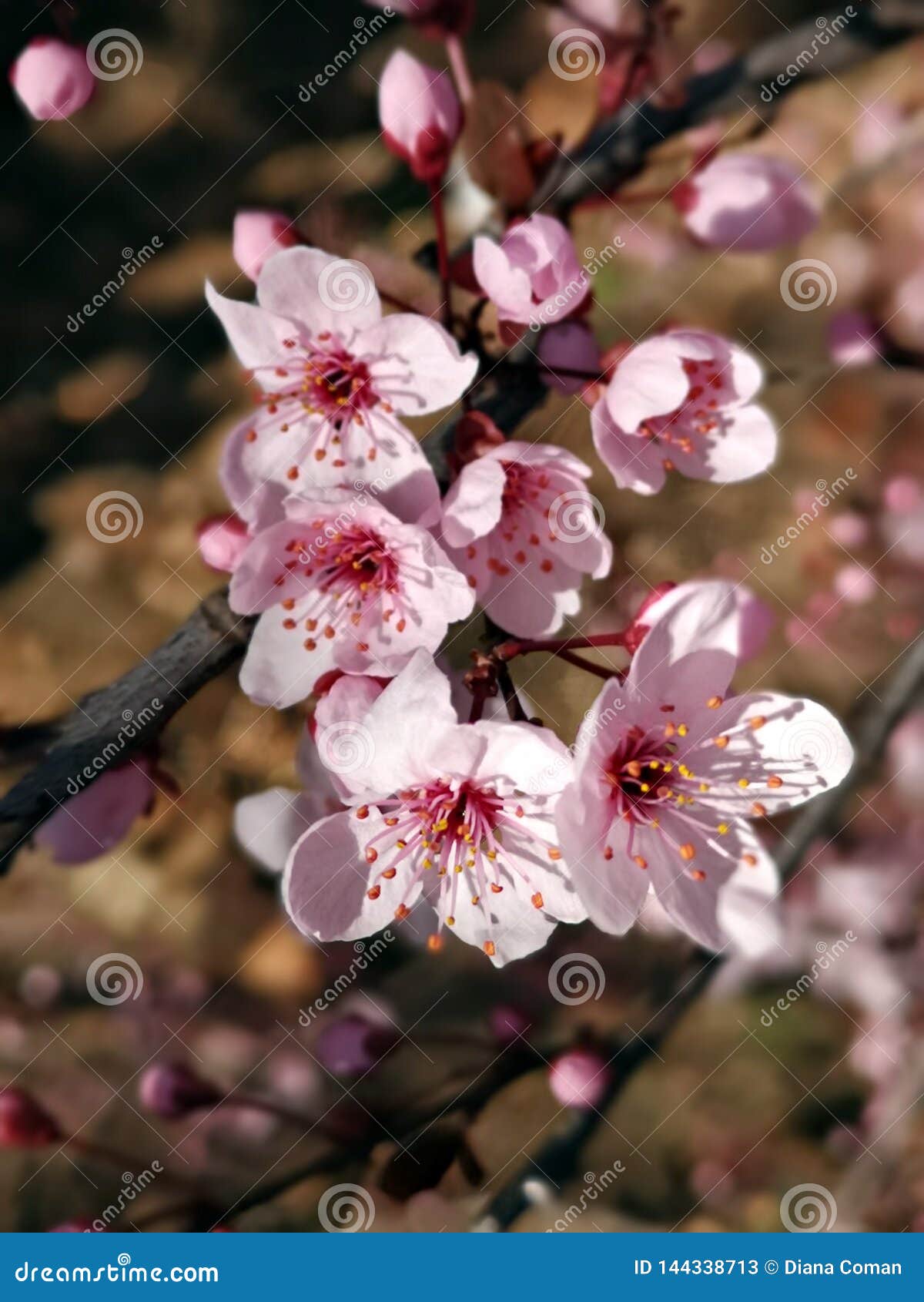 Pink Flower Branch - Springtime Stock Image - Image of beautiful, fresh ...