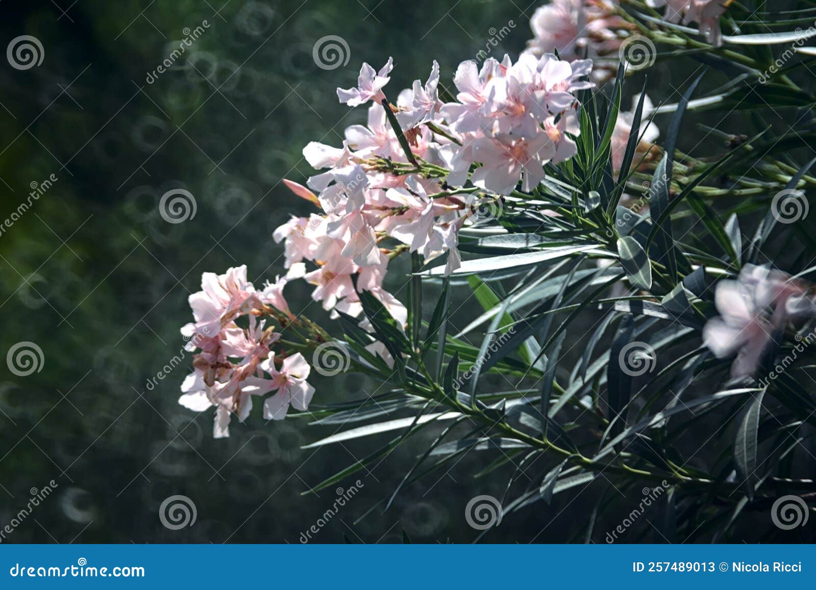 Branches of a Pink Oleander in Bloom Stock Image - Image of green ...