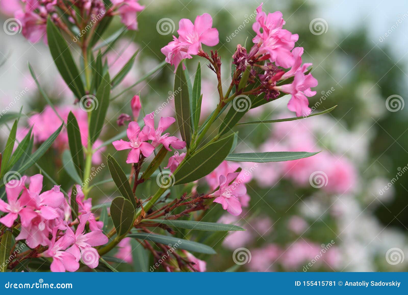 Branches of Oleander Flowers Stock Image - Image of nerium, pink: 155415781
