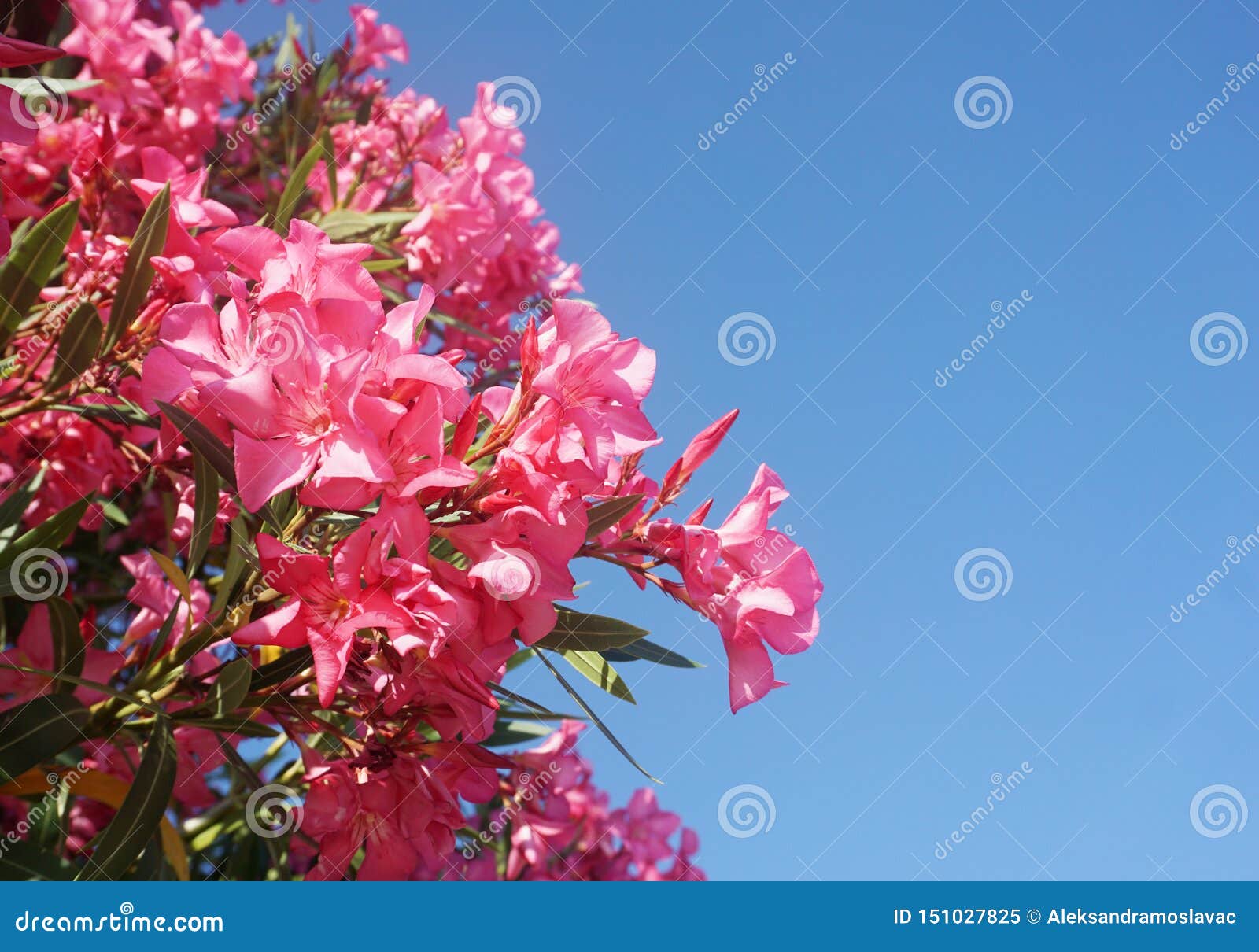 Branches of Pink Oleander in Front of a Clear Blue Sky Background Stock ...