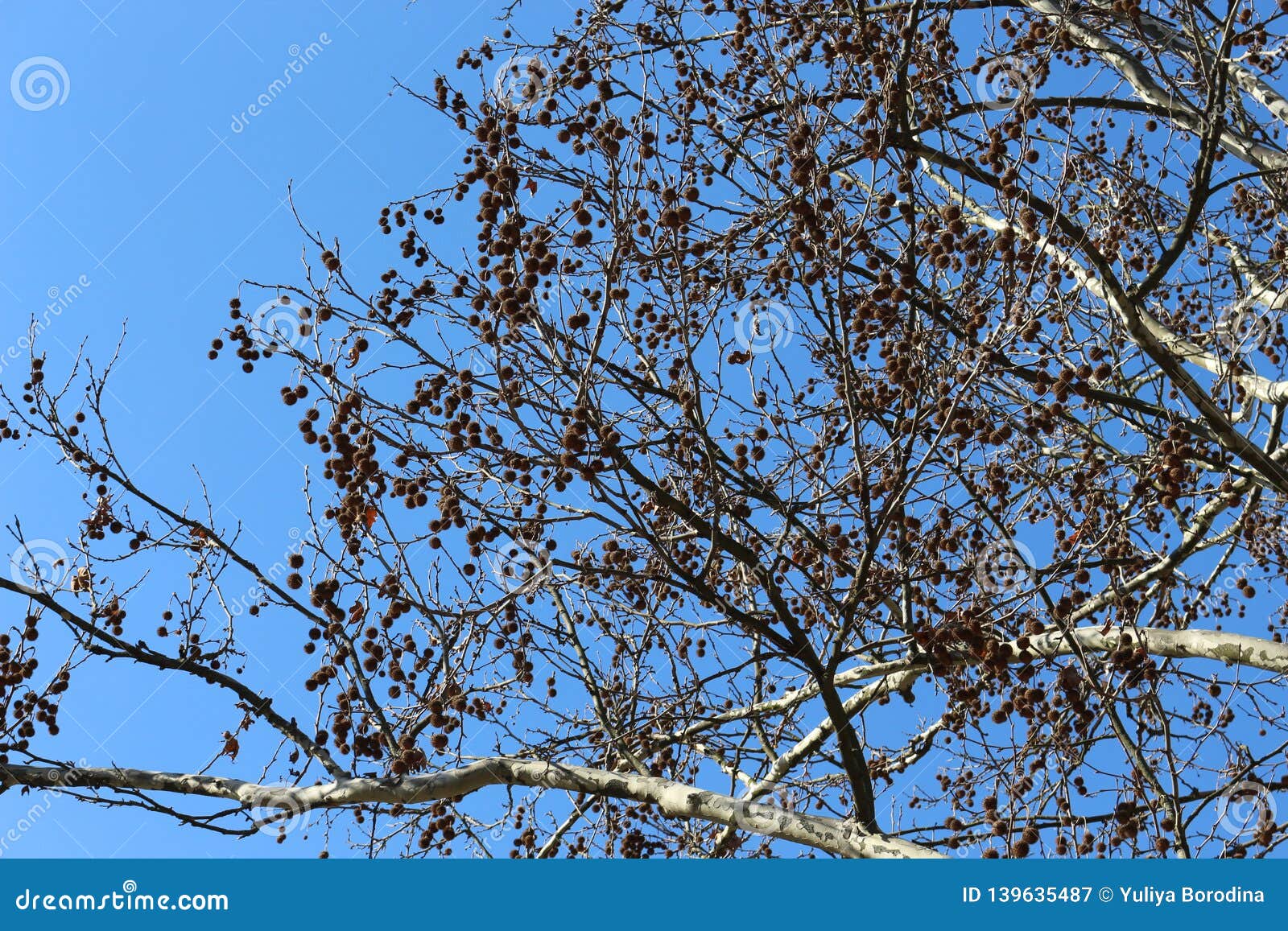 The Branches of the Plane Tree with the Fruits Look Spectacular Against ...