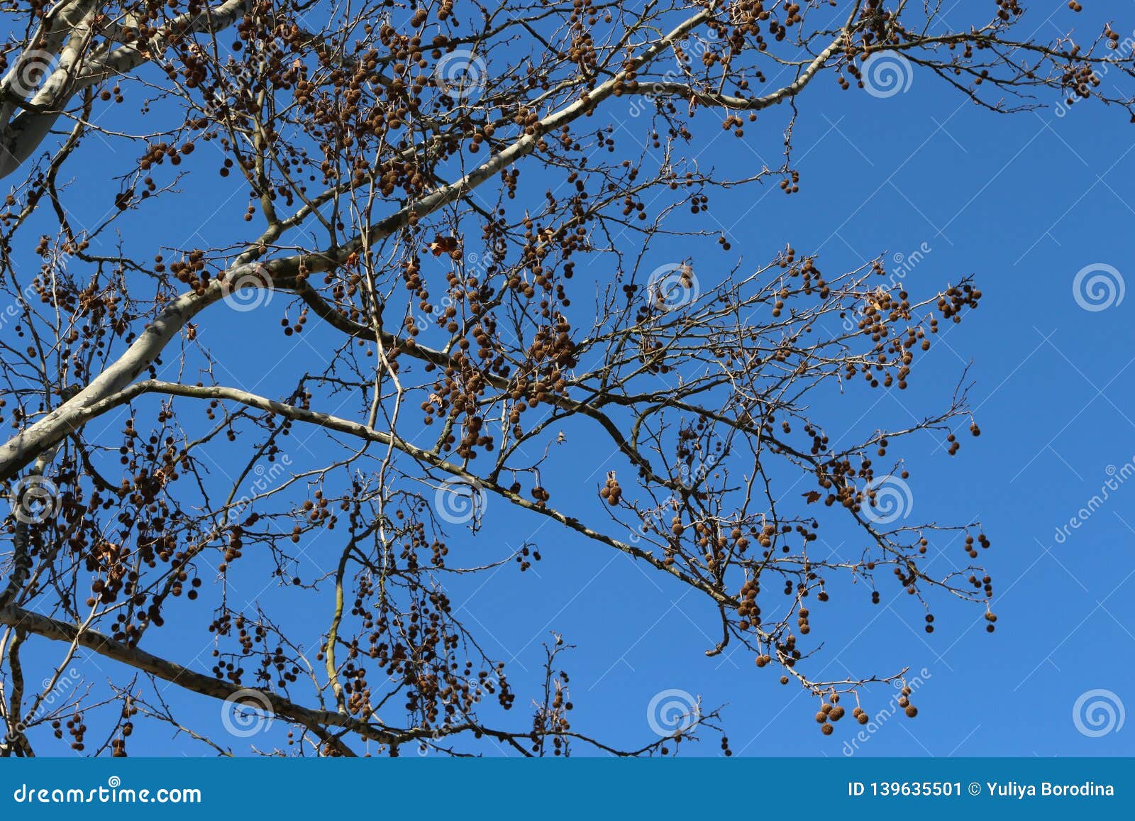 The Branches of the Plane Tree with the Fruits Look Spectacular Against ...
