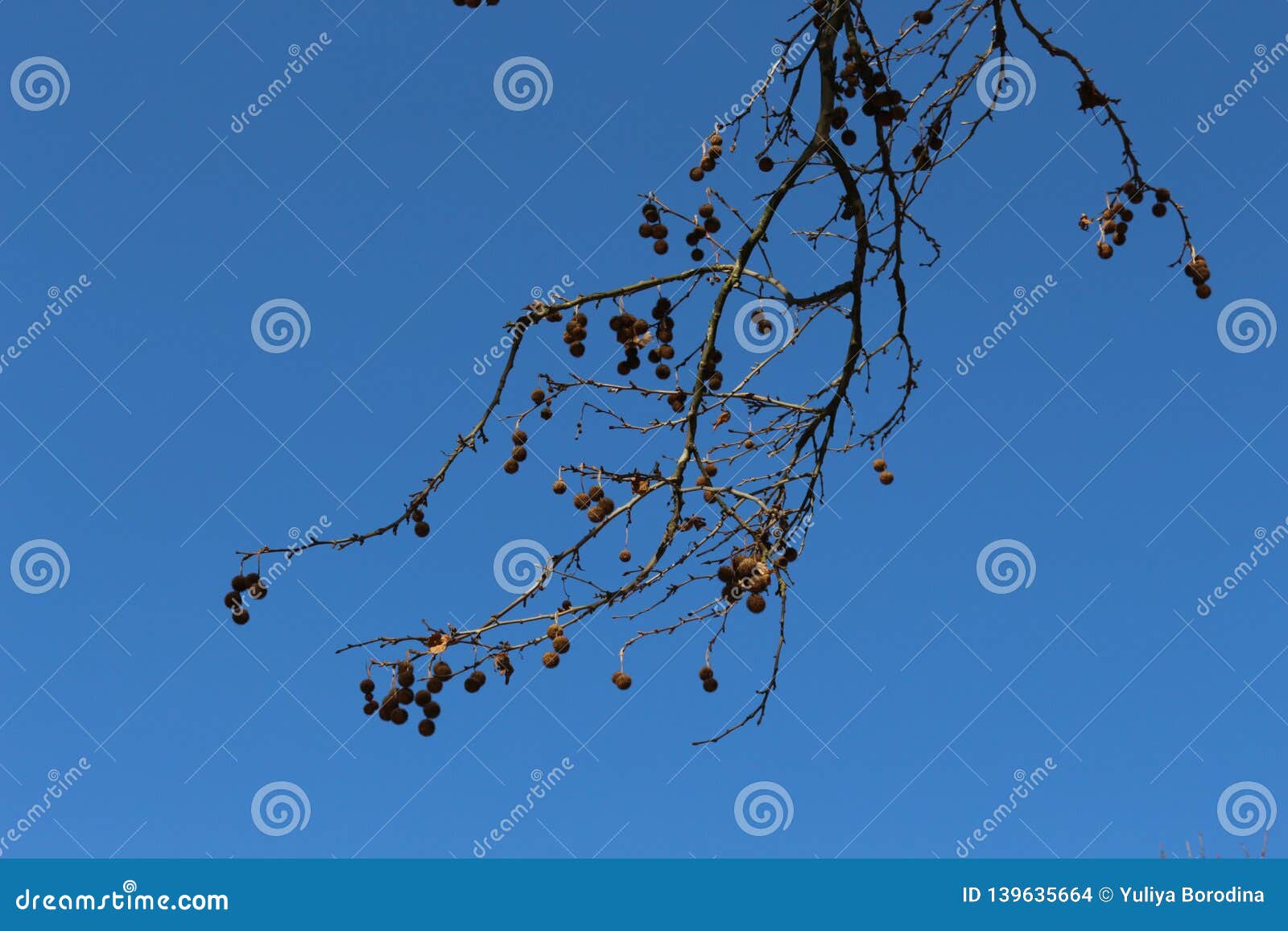 The Branches of the Plane Tree with the Fruits Look Spectacular Against ...