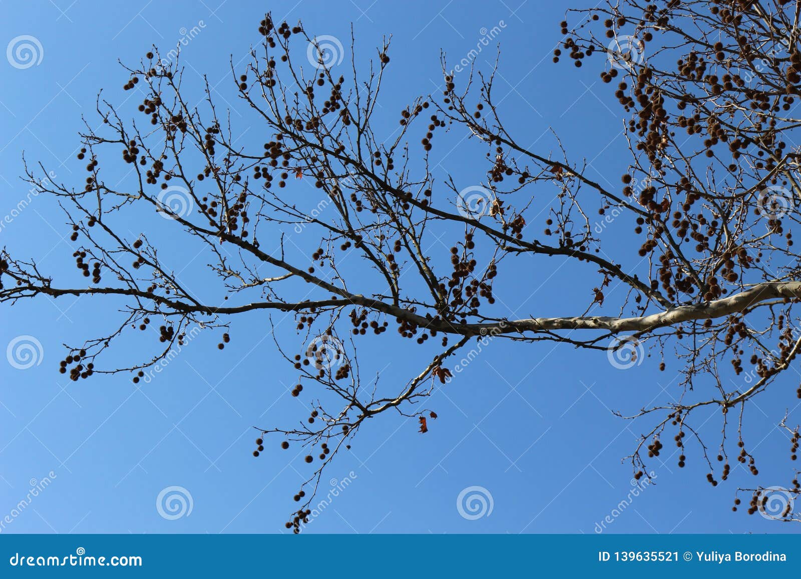 The Branches of the Plane Tree with the Fruits Look Spectacular Against ...