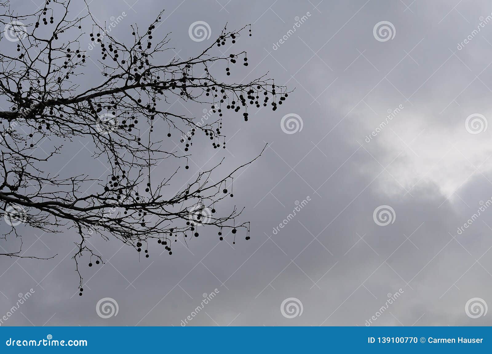 Branches of a Plane Tree with Fruits Stock Photo - Image of gray, plane ...