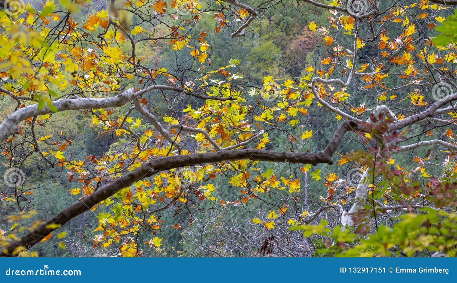 Branches of a Plane Tree with Multi-colored Autumn Foliage Stock Image ...