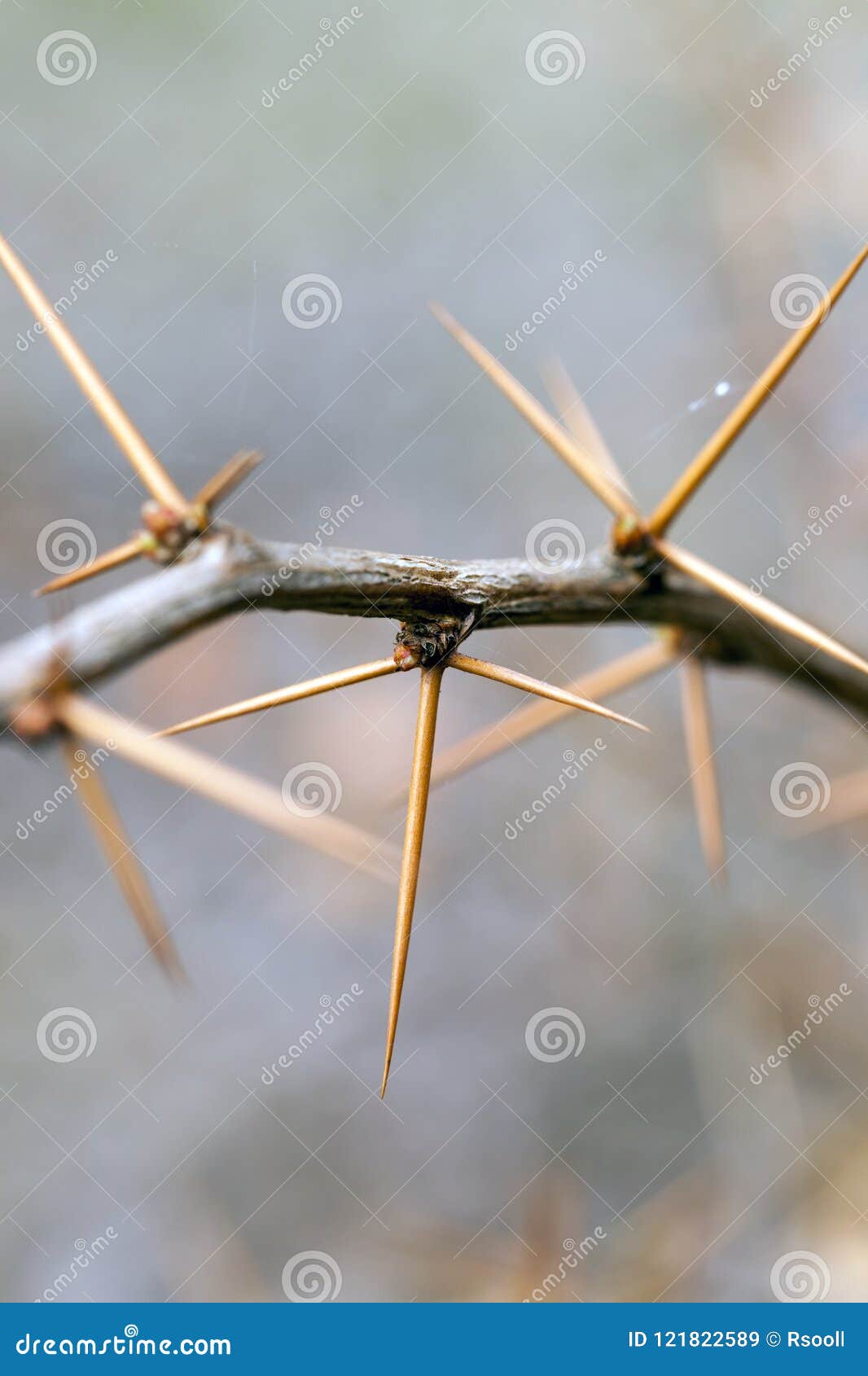 Sharp spines stock image. Image of close, focus, prickle - 121822589