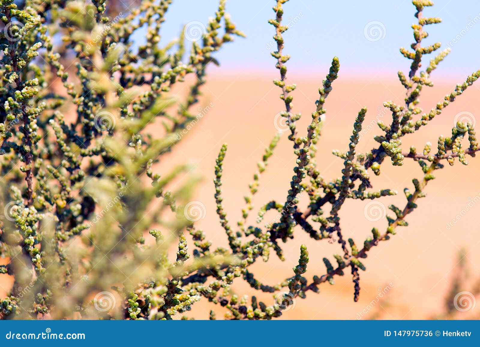 Branches of Plants in the African Desert Stock Photo - Image of ...