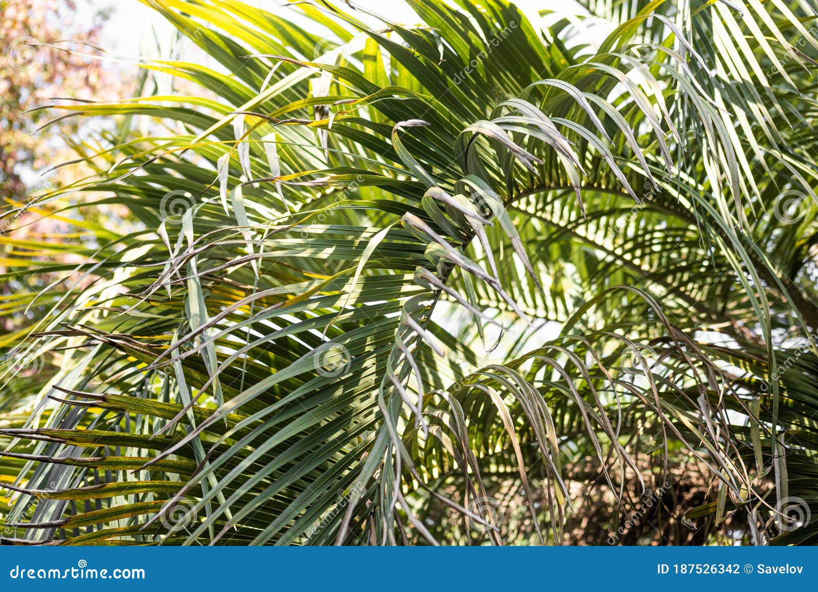 Branches of Plants Butia Capitata in the Yellow Sun is Close Stock ...