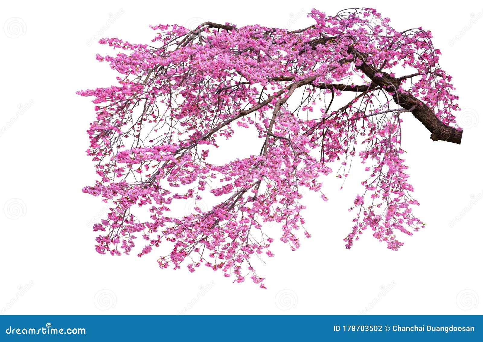 The Branches of the Purple Cherry Tree are Isolated on a White ...
