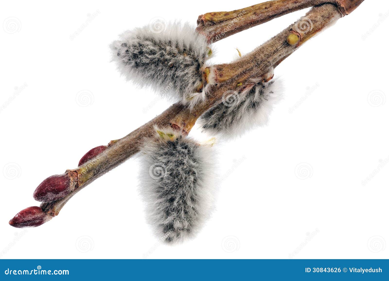 Branches of the Willow with Flowering Bud.Isolated. Stock Photo - Image ...