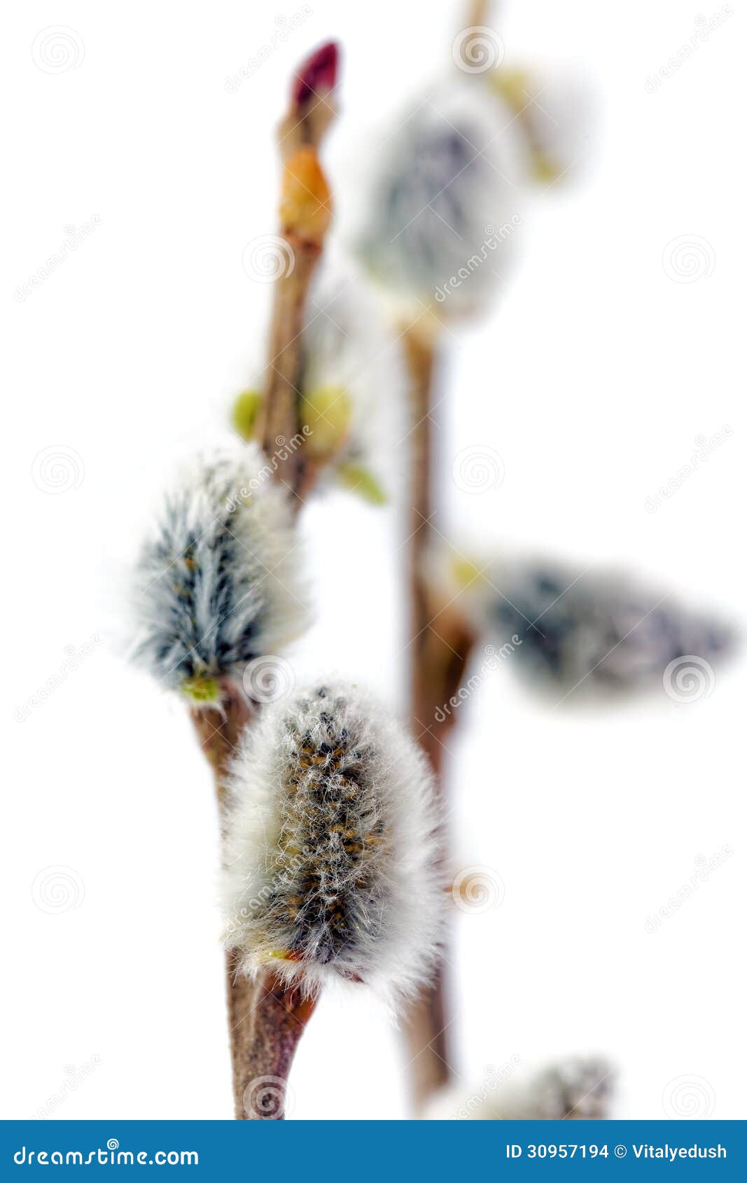 Branches of the Willow with Flowering Bud.Isolated. Stock Photo - Image ...