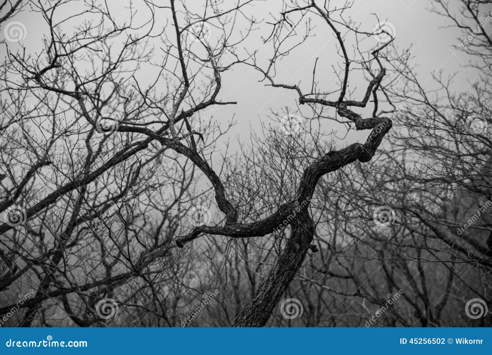 Branches reaching death stock photo. Image of death, trees - 45256502
