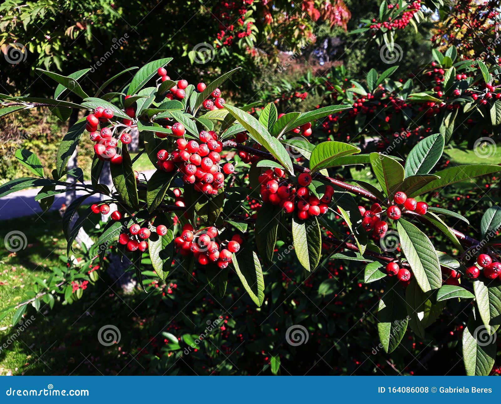 Branches with Red Berries of Cotoneaster Frigidus. Stock Photo - Image ...