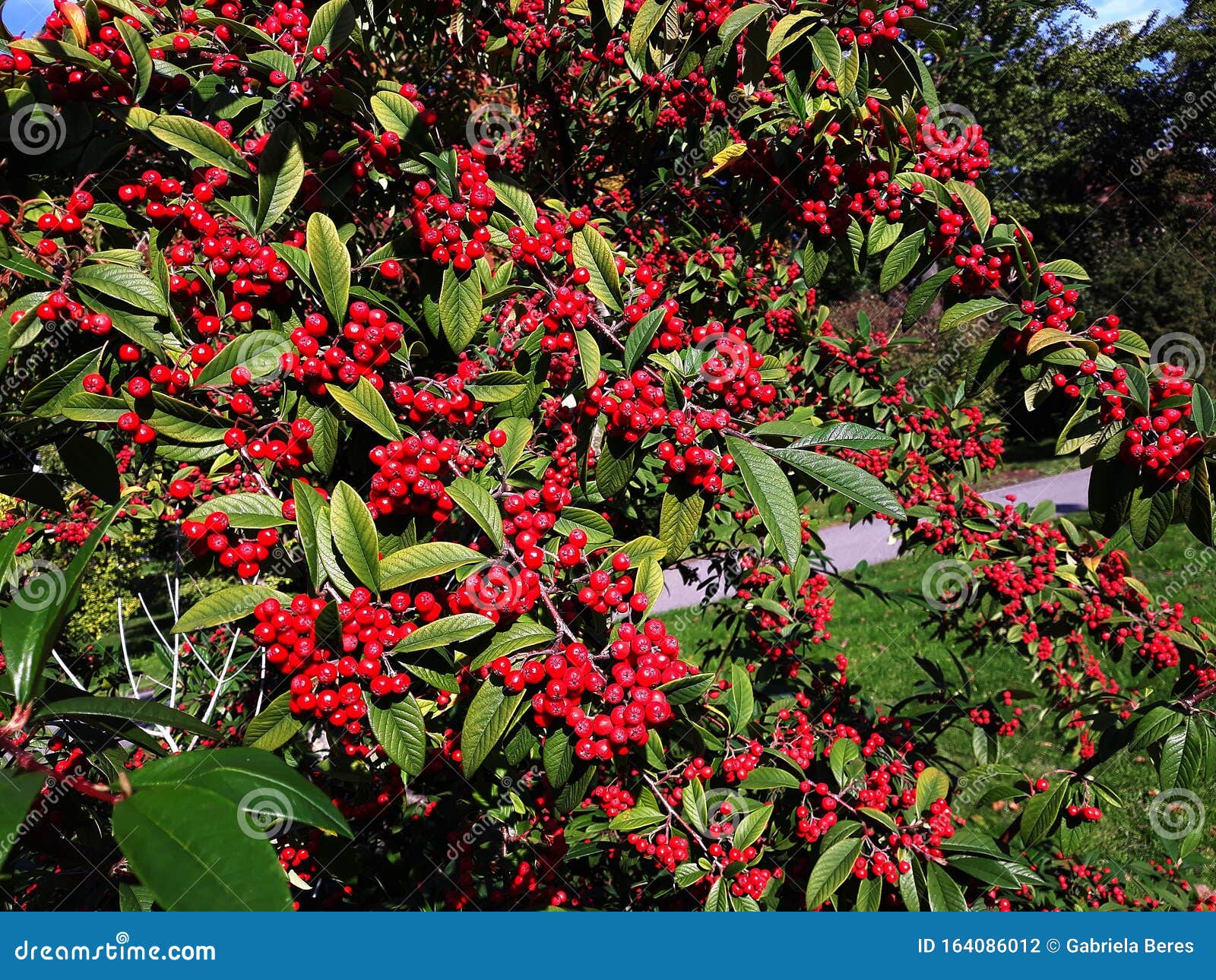 Branches with Red Berries of Cotoneaster Frigidus. Stock Photo - Image ...