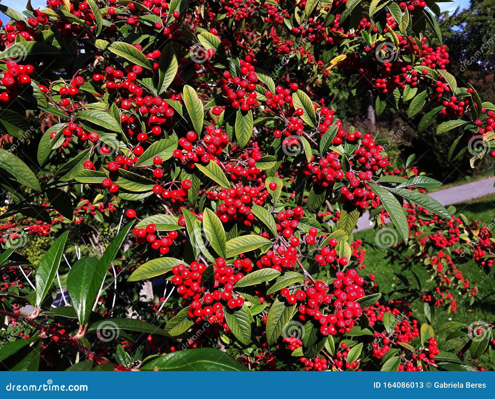 Branches with Red Berries of Cotoneaster Frigidus. Stock Image - Image ...
