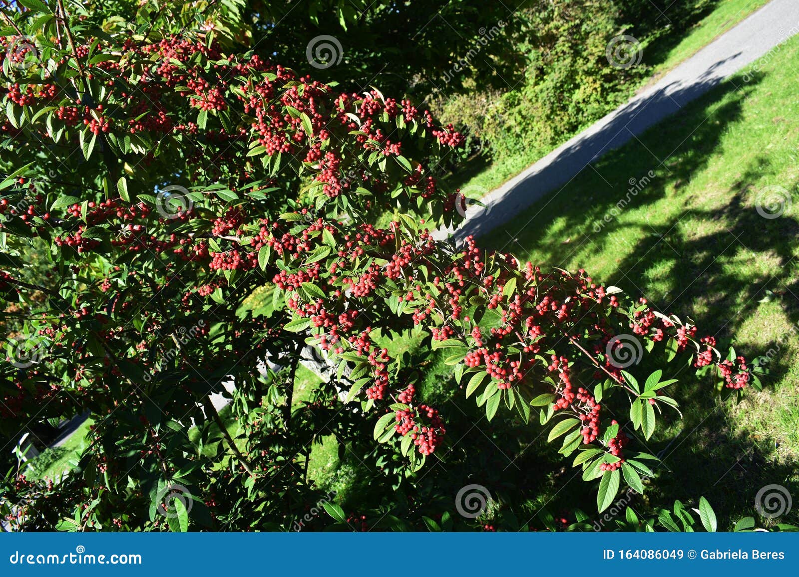Branches with Red Berries of Cotoneaster Frigidus. Stock Image - Image ...