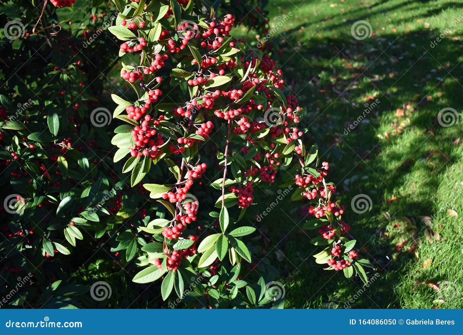 Branches with Red Berries of Cotoneaster Frigidus. Stock Photo - Image ...