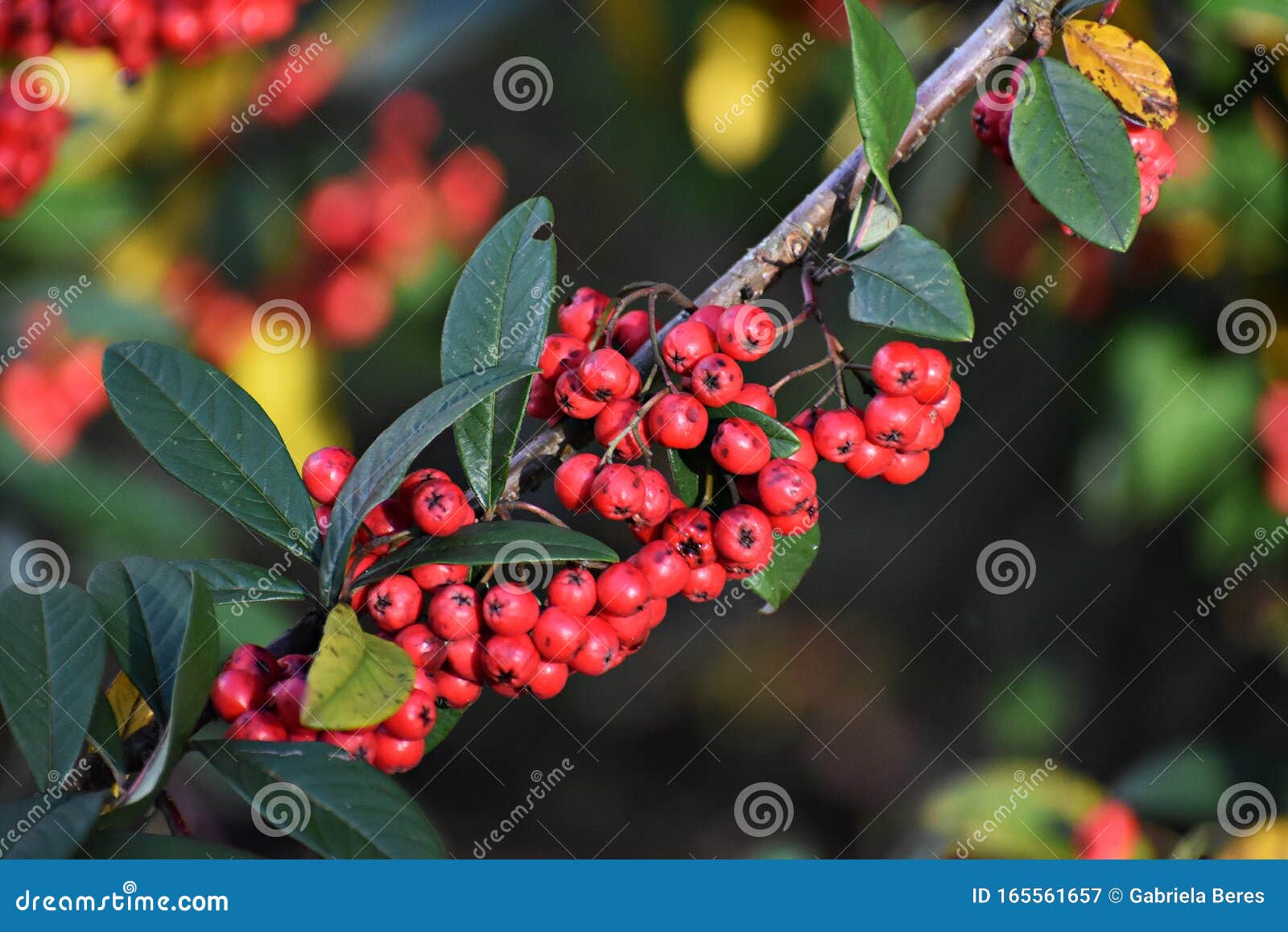 Branches with Red Berries of Cotoneaster Frigidus. Stock Image - Image ...