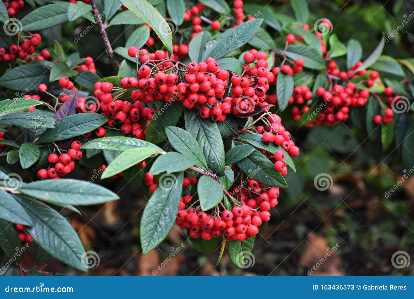 Branches of Red Berries of Cotoneaster Frigidus. Stock Image - Image of ...