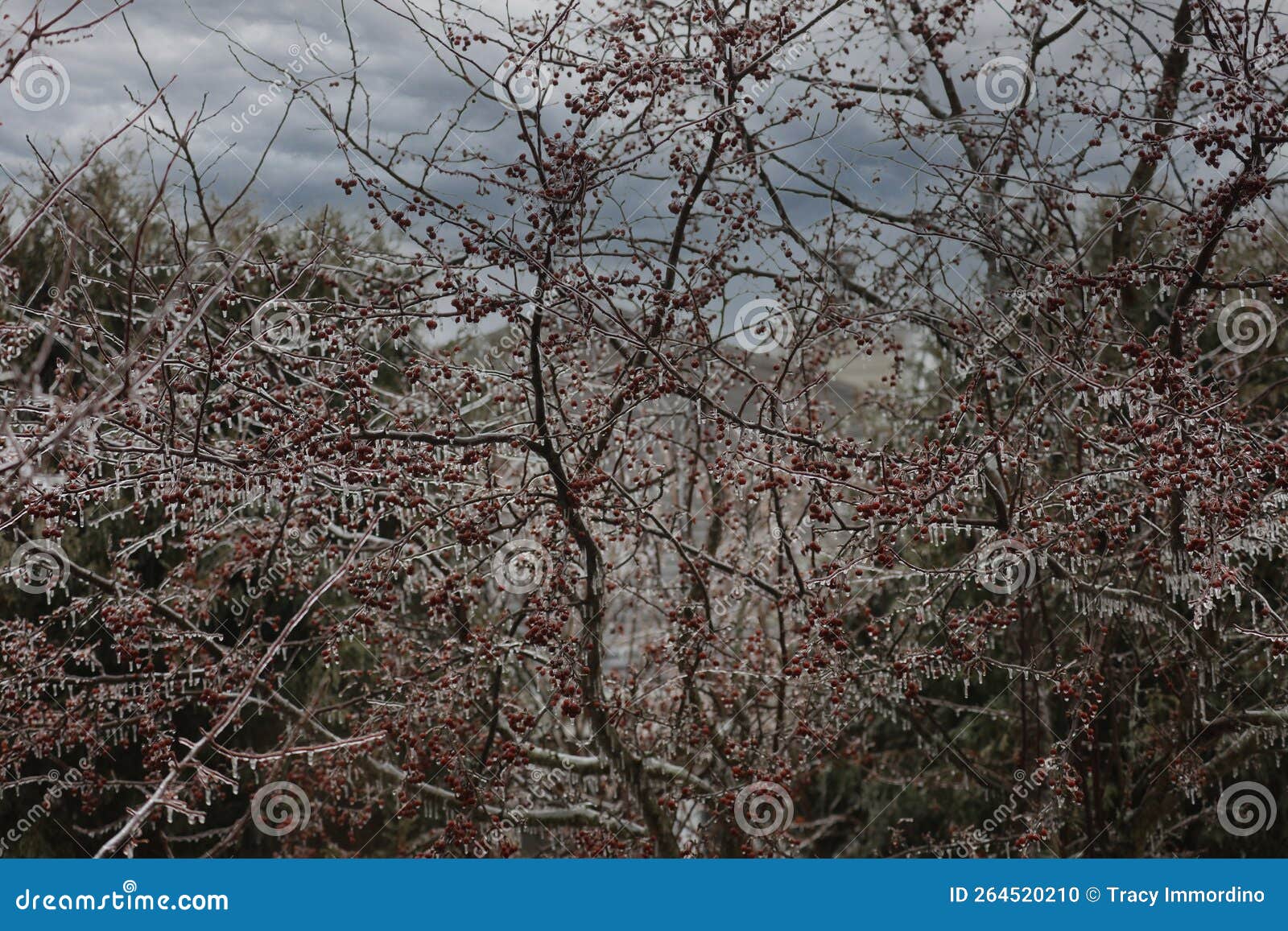 The Branches and Red Berries of a Prairie Fire Crabapple Tree Covered ...