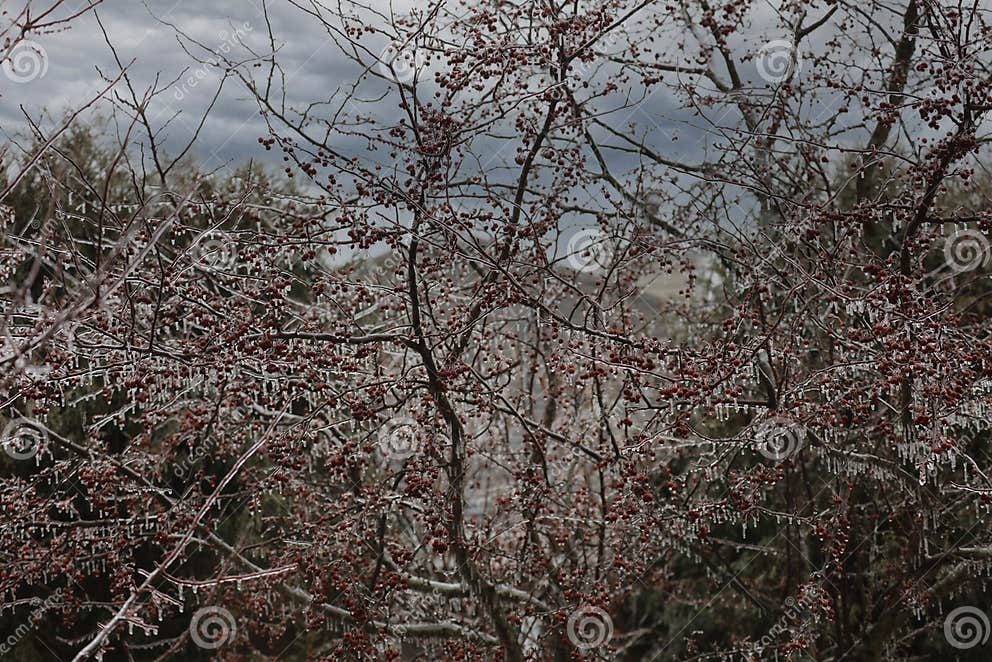 The Branches and Red Berries of a Prairie Fire Crabapple Tree Covered ...