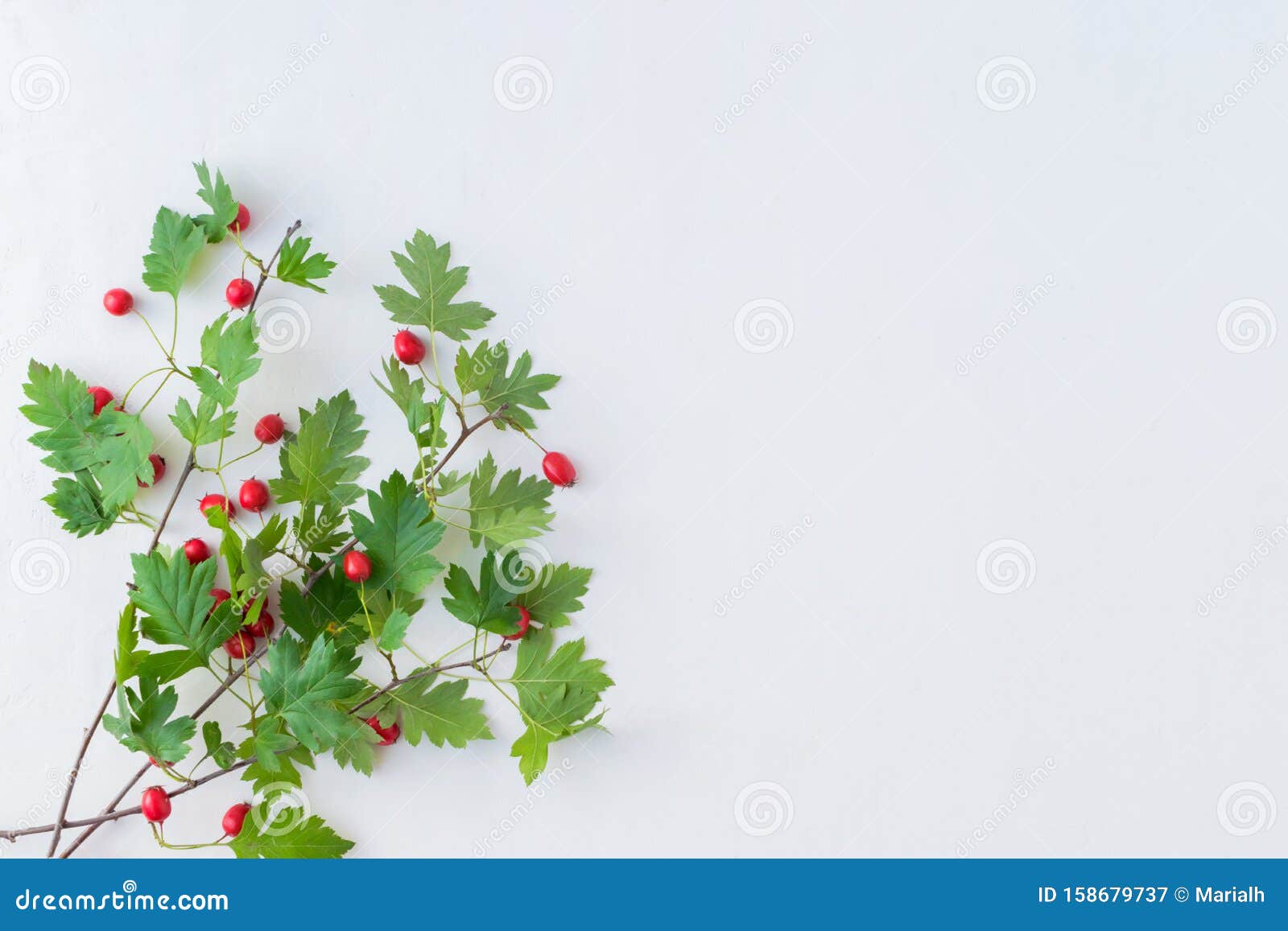 Branches with Red Berries on a White Background Stock Image - Image of ...