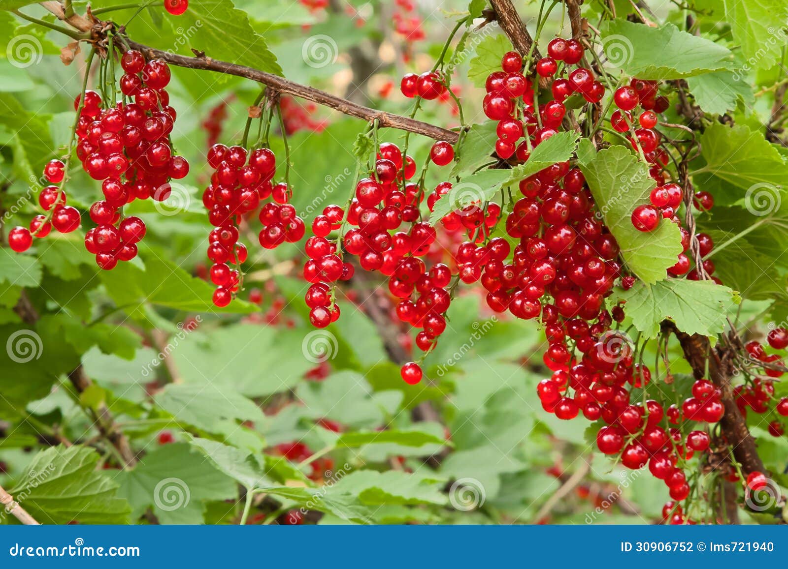 Branches of Red Currants in the Garden Stock Photo - Image of ripe ...