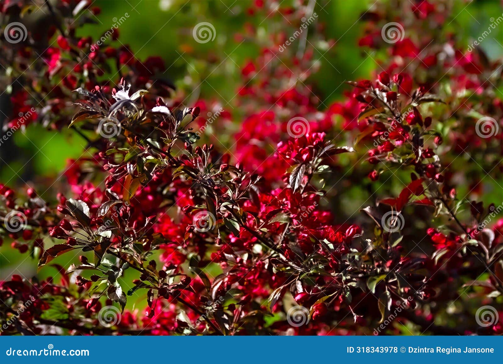 - Branches of Red-leaved, Red-berry Apple Trees. Stock Photo - Image of ...