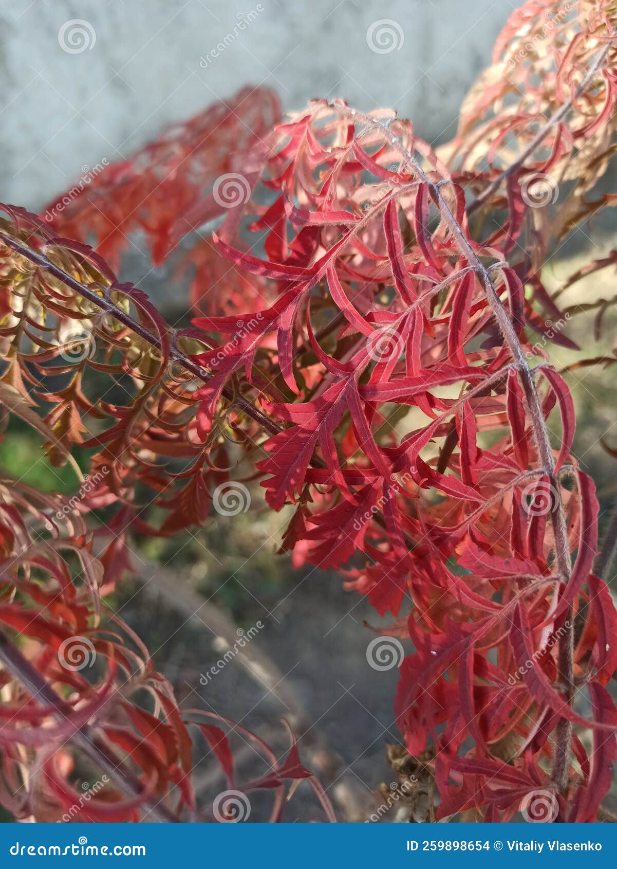 Branches with Red Leaves on a Small Tree Stock Photo - Image of produce ...
