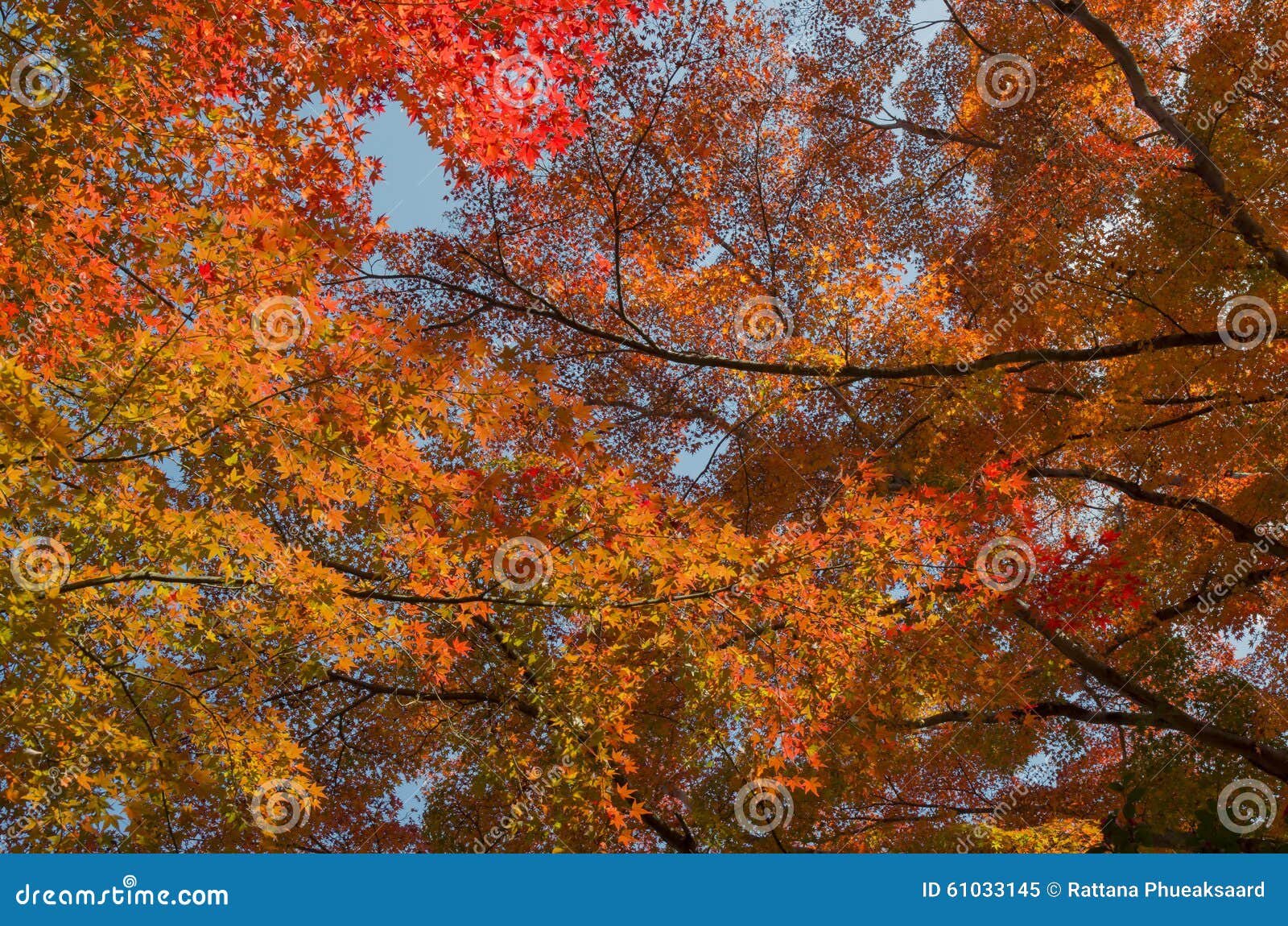 Branches Red Maple Leaves Tree ,Autumn in Japan Stock Image - Image of ...