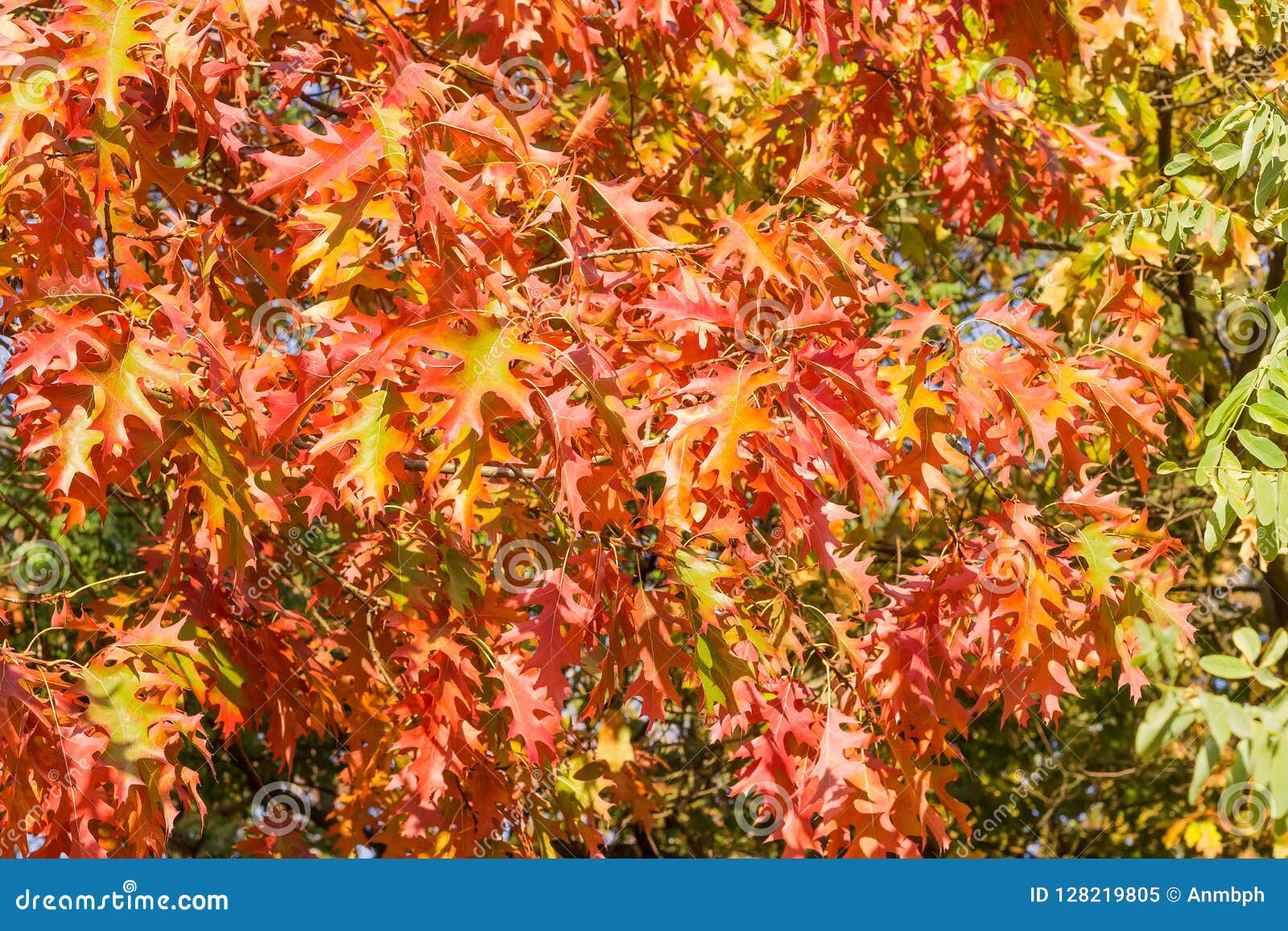 Branches of the Red Oak with Autumn Leaves Stock Image - Image of ...