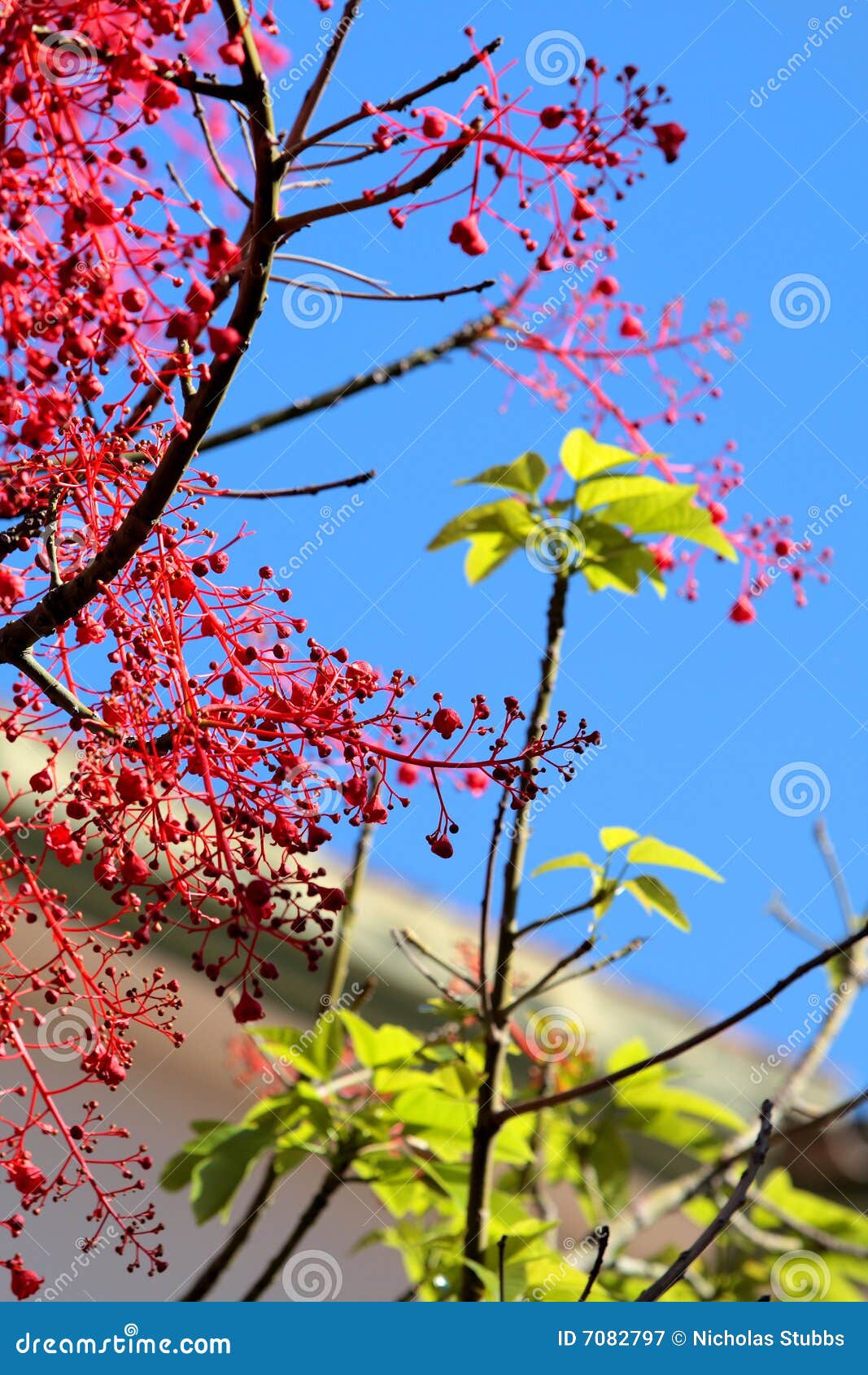 Branches of a Red Tree with a Deep Blue Sunny Sky Stock Image - Image ...