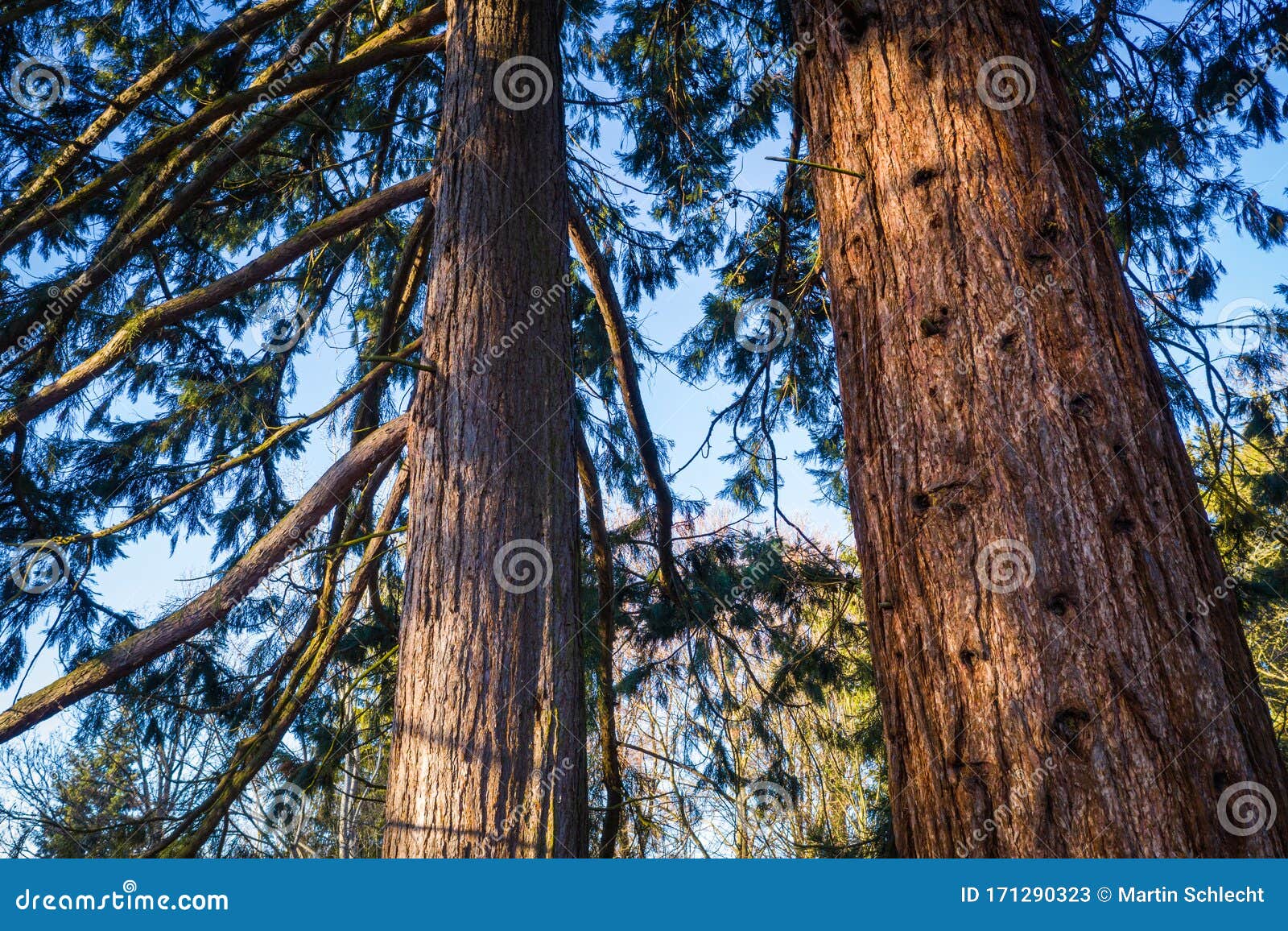 Branches of redwoodtrees stock image. Image of tree - 171290323