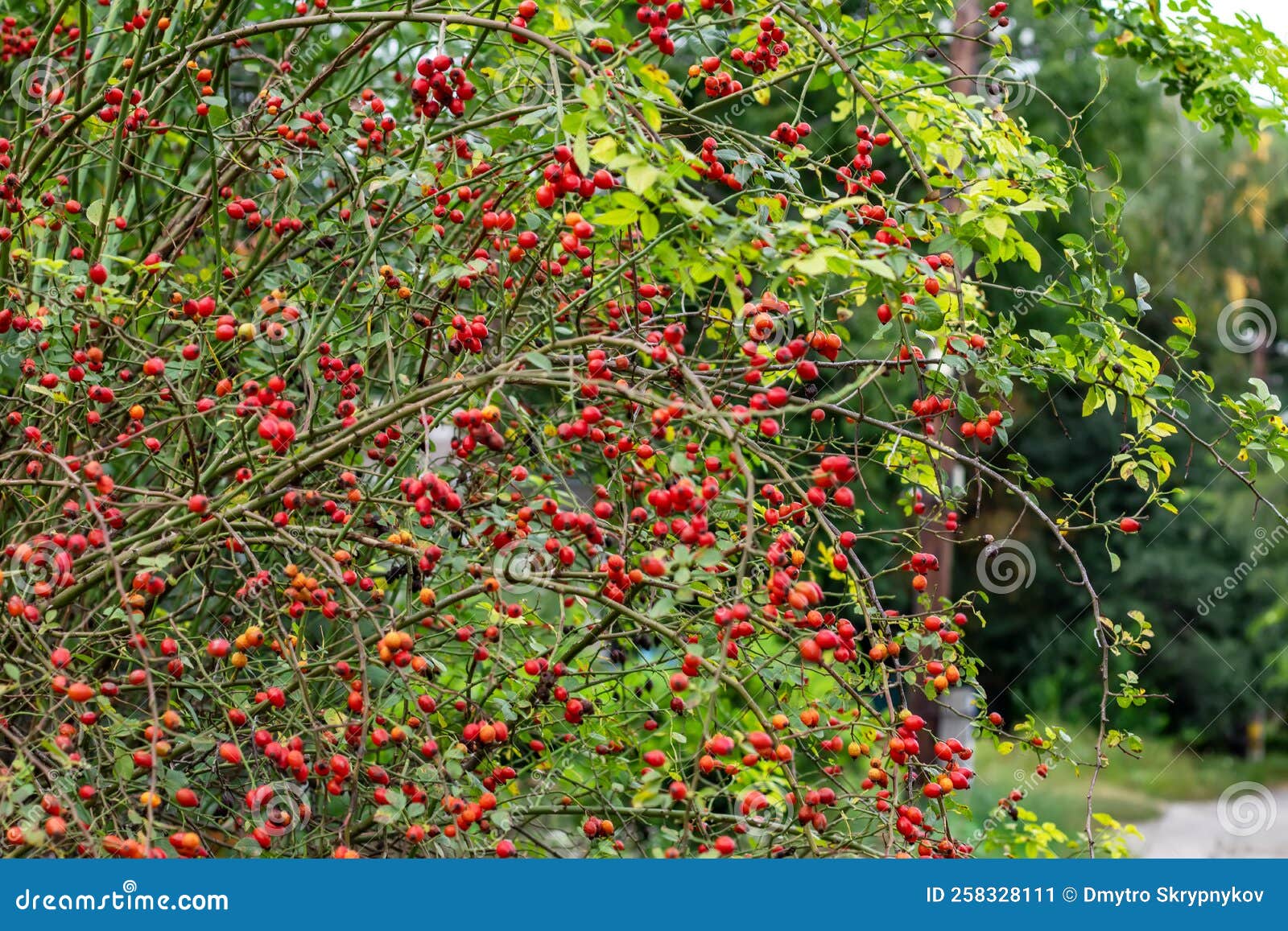 Branches of Ripe Rose Hips in the Garden. Stock Image - Image of ...